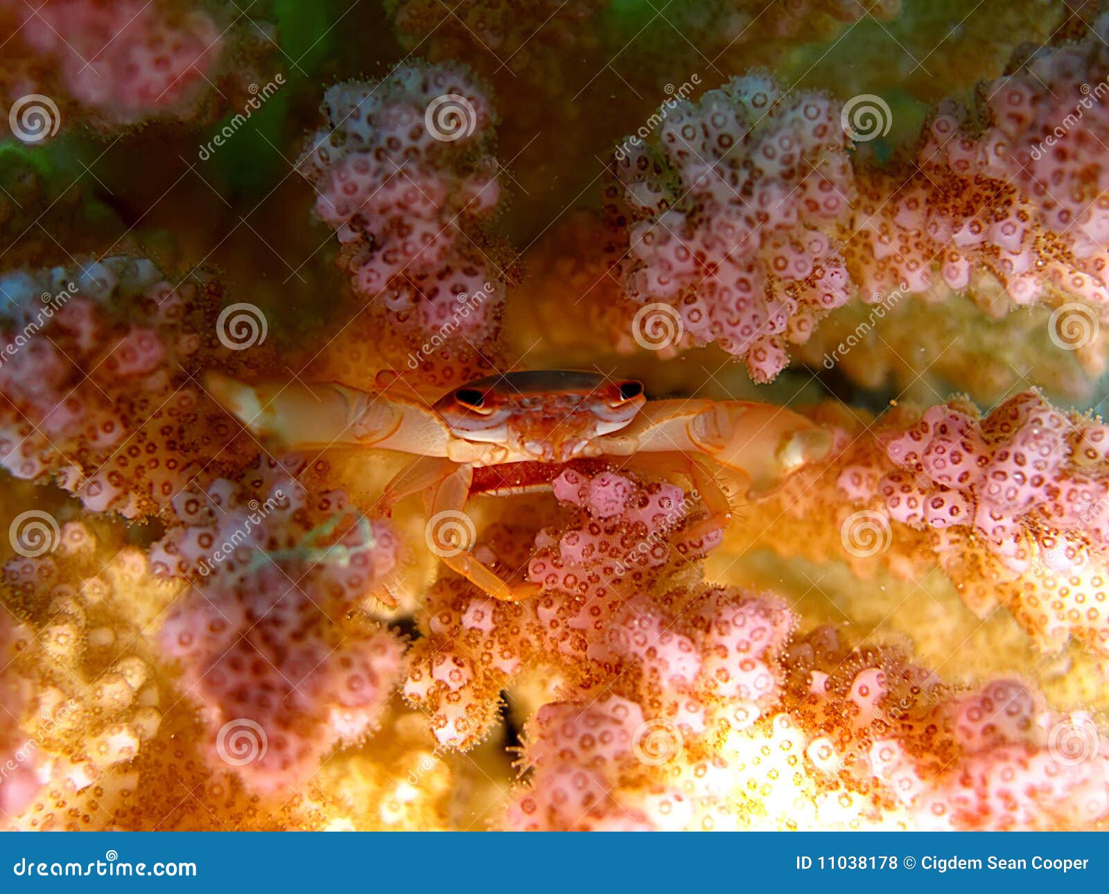Coral crab stock photo. Image of ocean, underwater, coral - 11038178