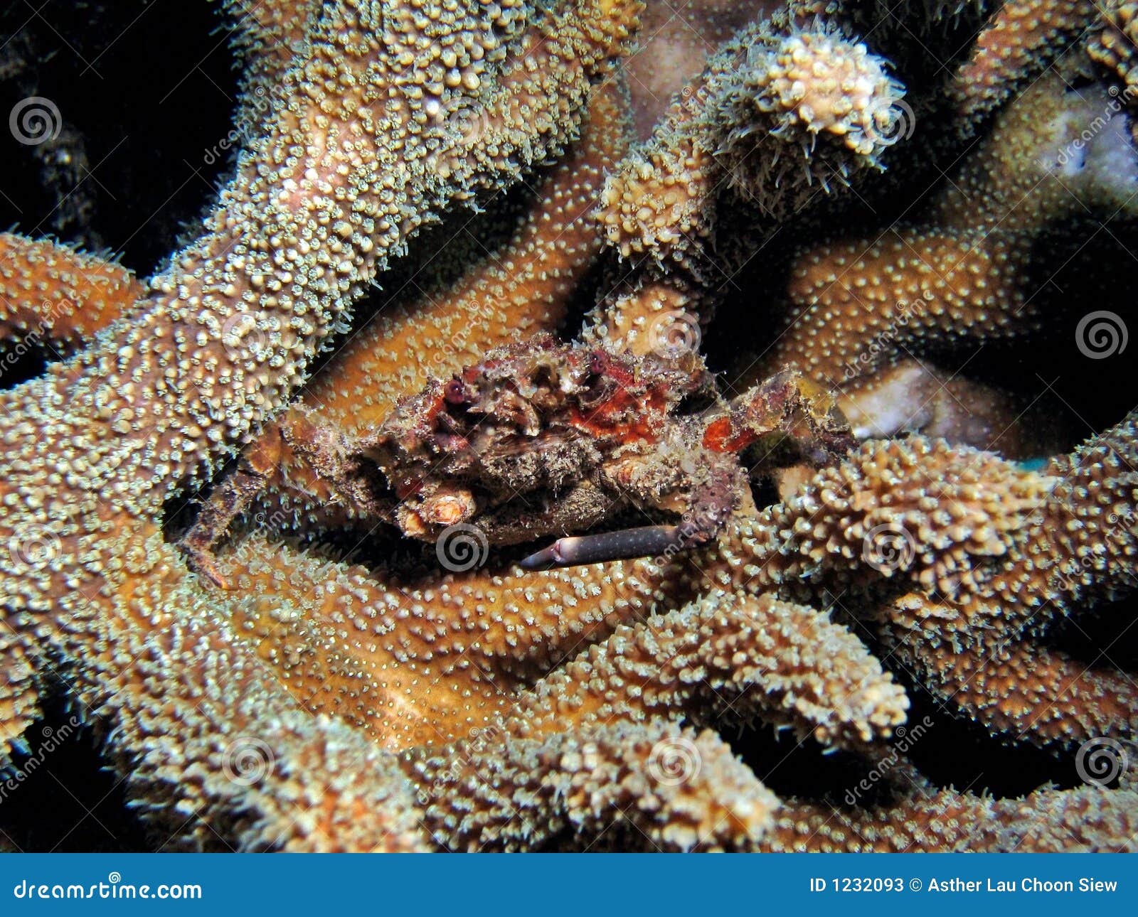 Coral Crab stock image. Image of coralcrab, marine, crustacean - 1232093