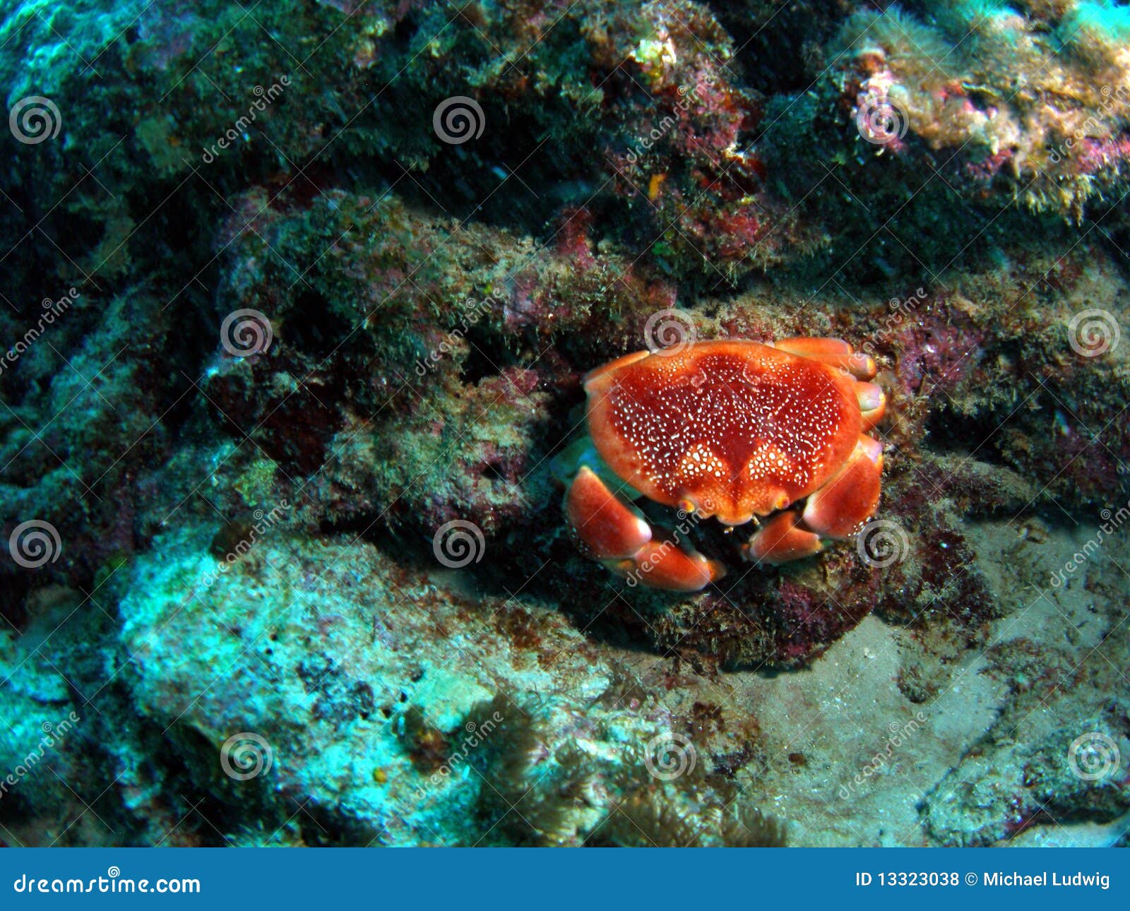 Coral Crab stock photo. Image of crab, scuba, fish, batwing - 13323038