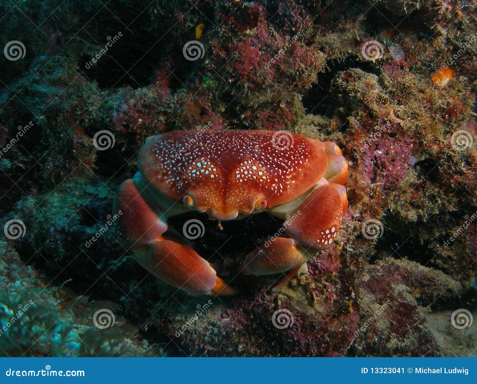 Coral Crab stock image. Image of light, marine, batwing - 13323041