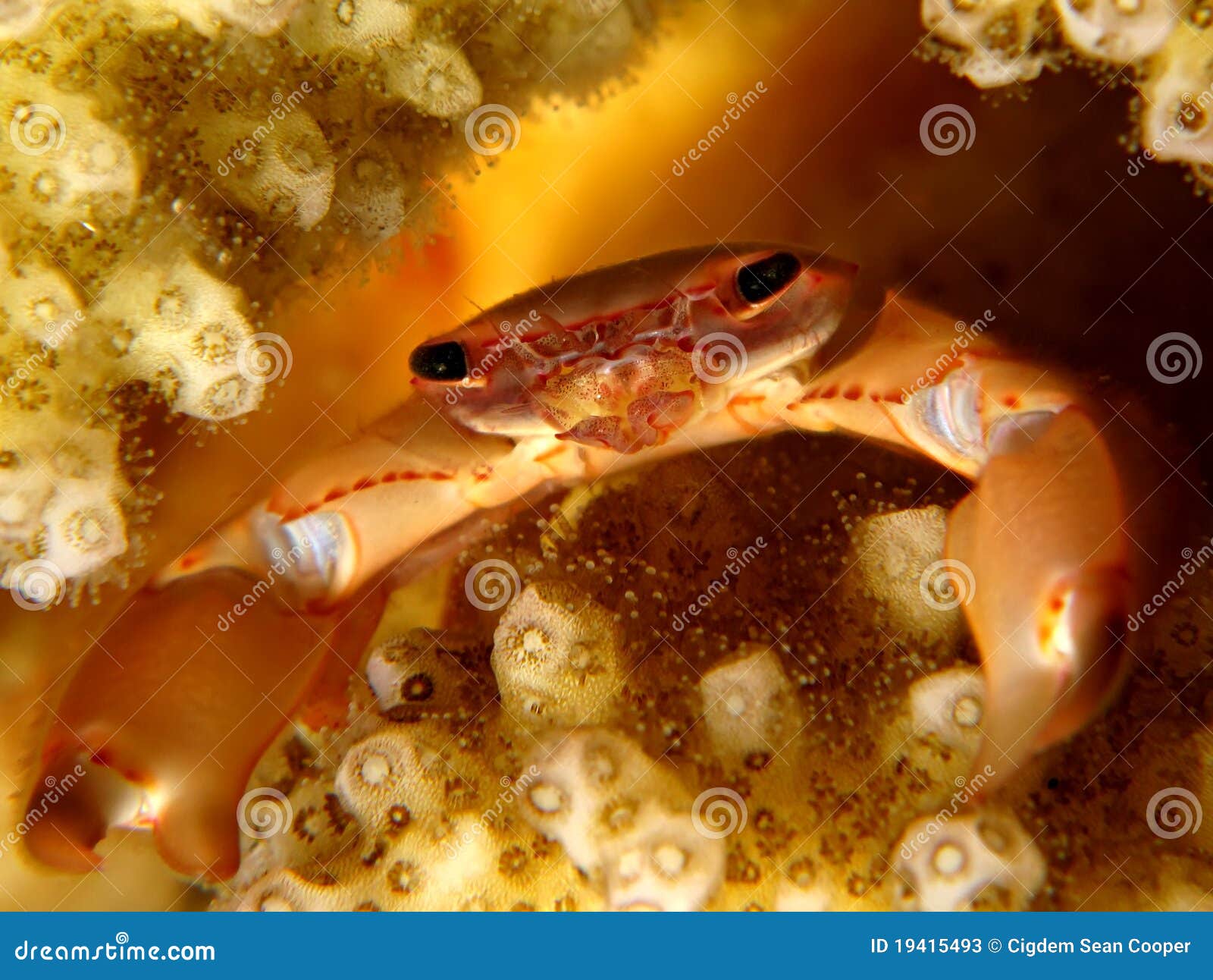 Coral crab stock image. Image of colourful, acropora - 19415493