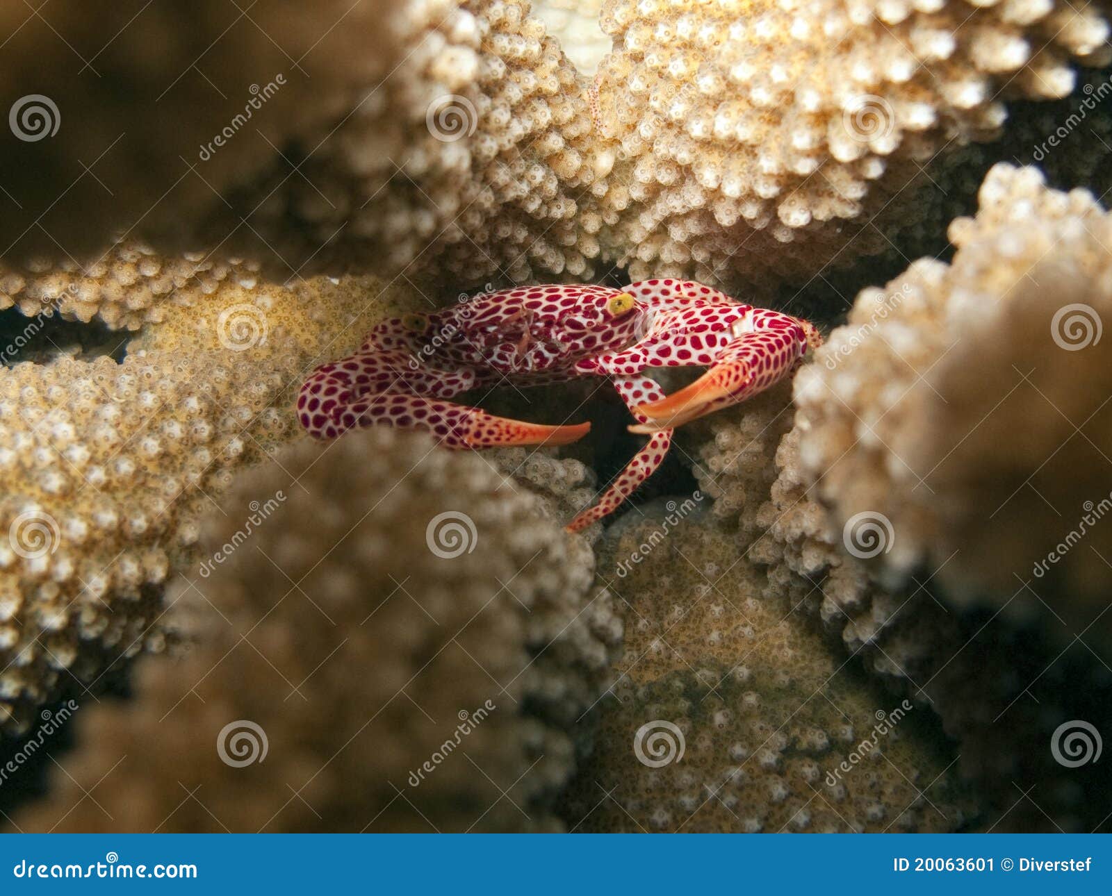 Coral Crab - Trapezia Rufopunctata Stock Image - Image of topography ...