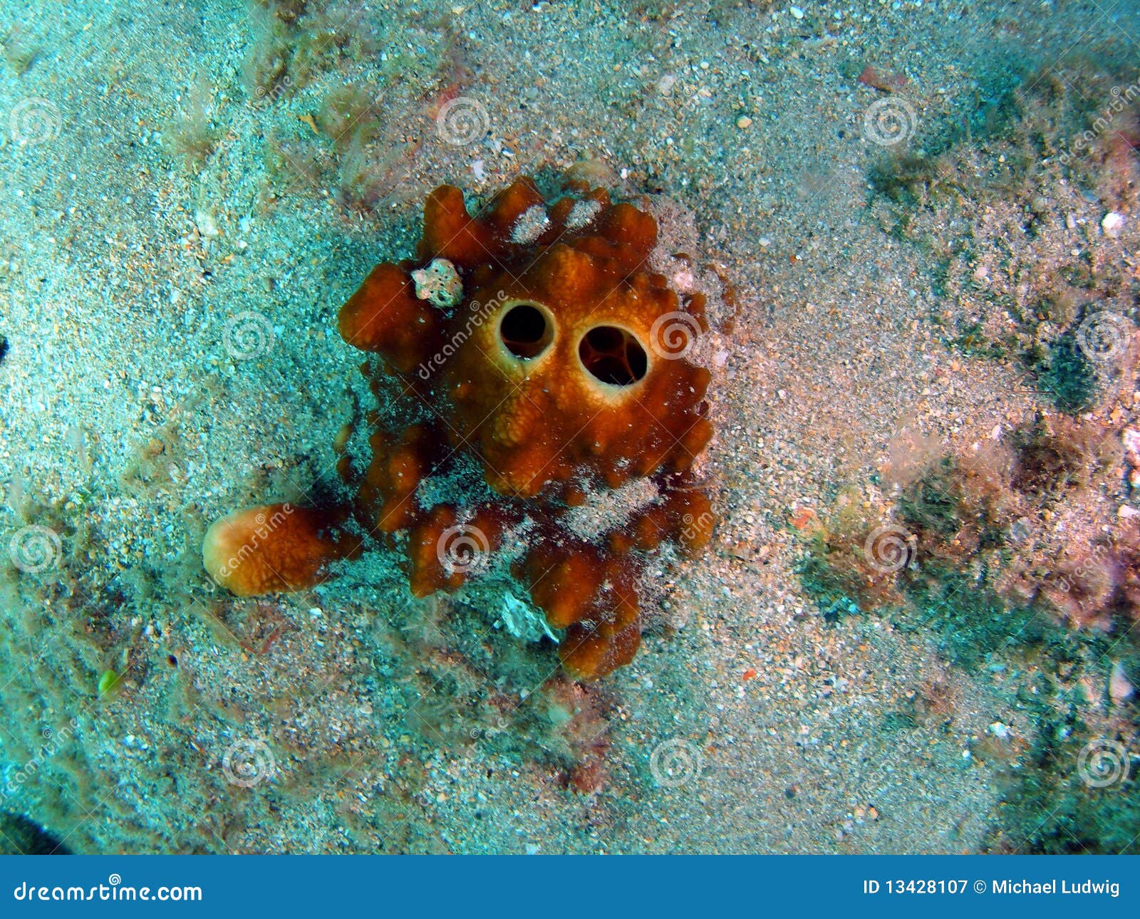 Coral Creature stock image. Image of floor, creature - 13428107