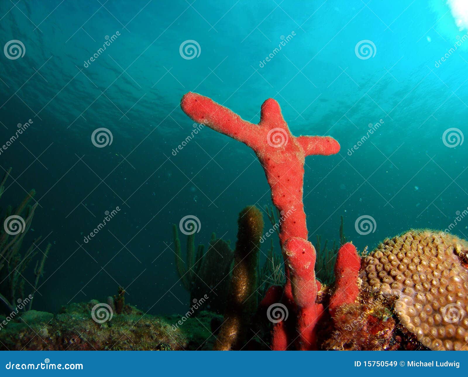 Coral Cross stock image. Image of waters, beautiful, swimming - 15750549