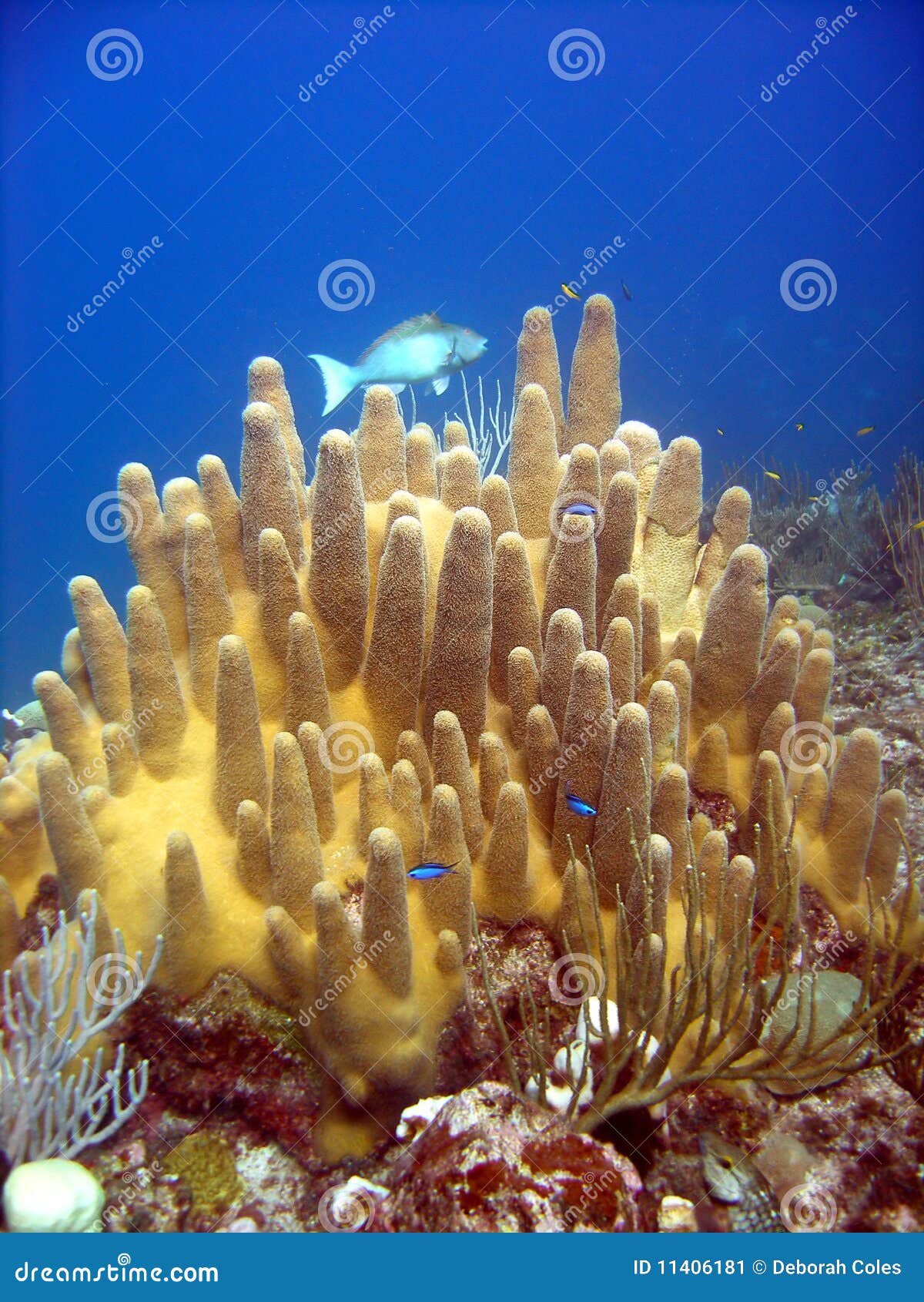 Coral da coluna imagem de stock. Imagem de vida, recife - 11406181