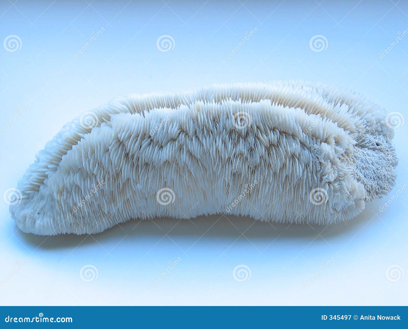 Coral de piedra blanco imagen de archivo. Imagen de fauna - 345497