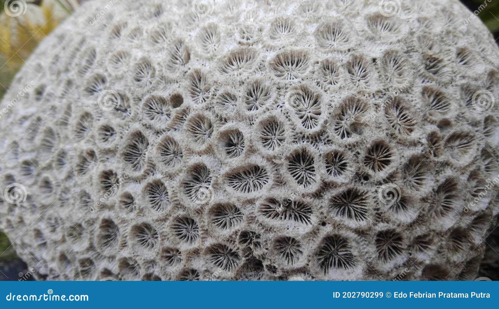 Coral de roca bonita imagen de archivo. Imagen de roca - 202790299