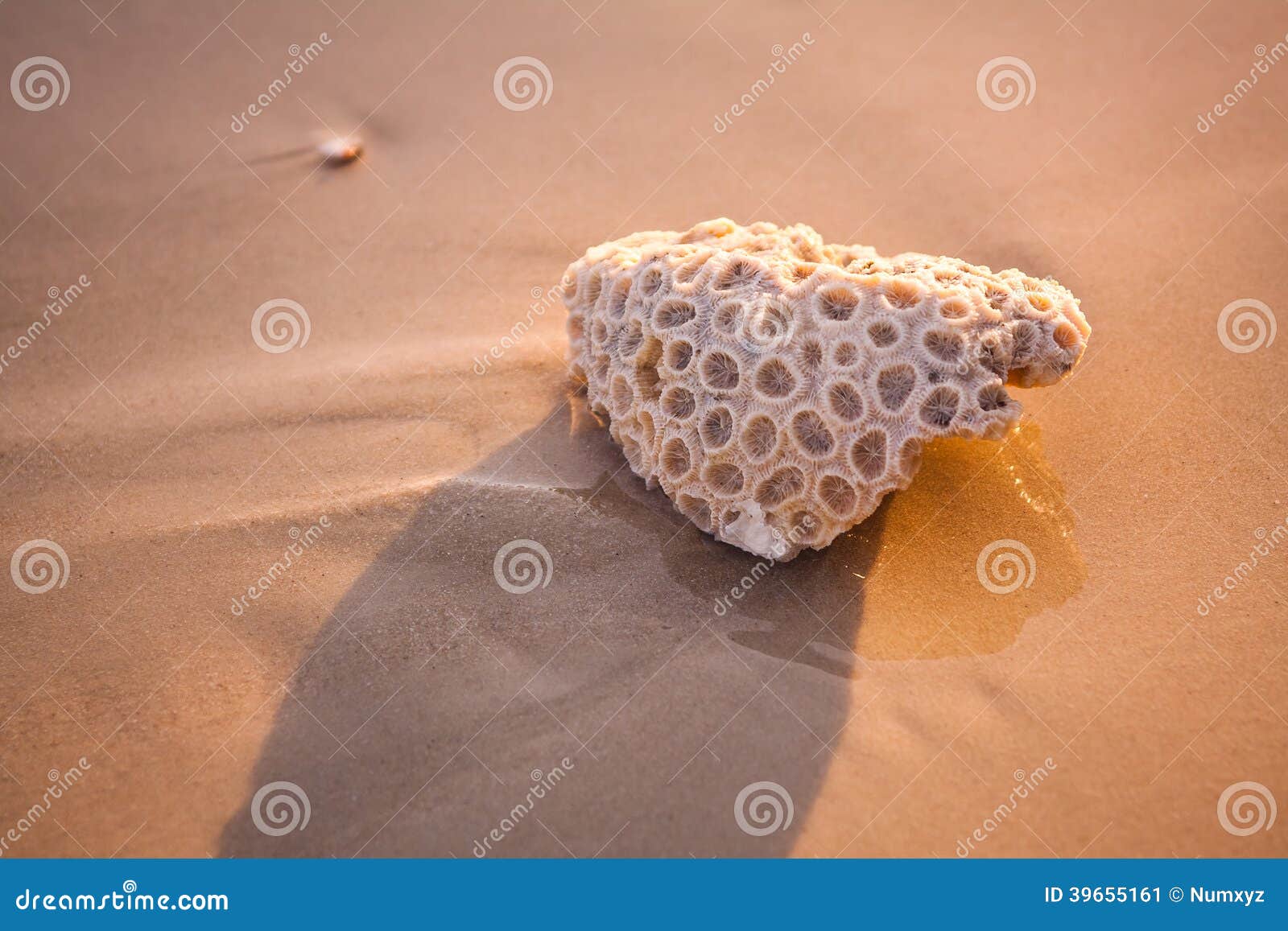 Coral and dead shells stock image. Image of nautical - 39655161