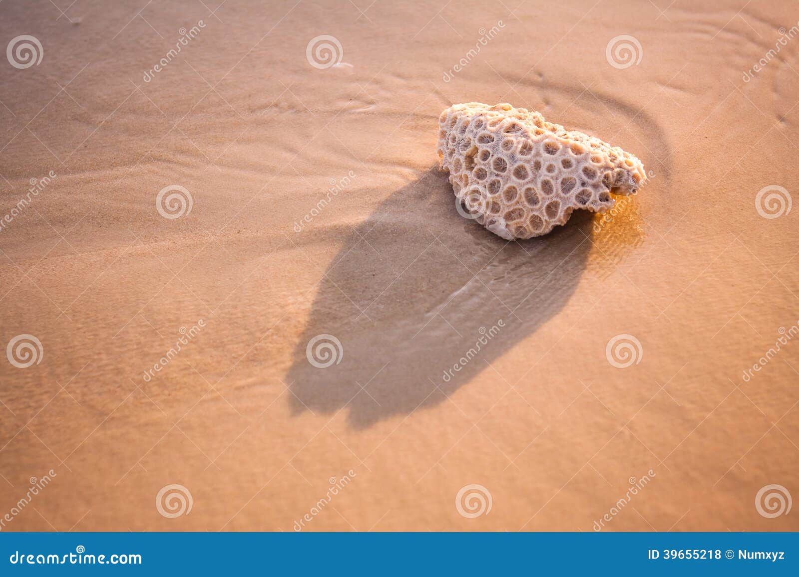Coral and dead shells stock photo. Image of beauty, tropical - 39655218