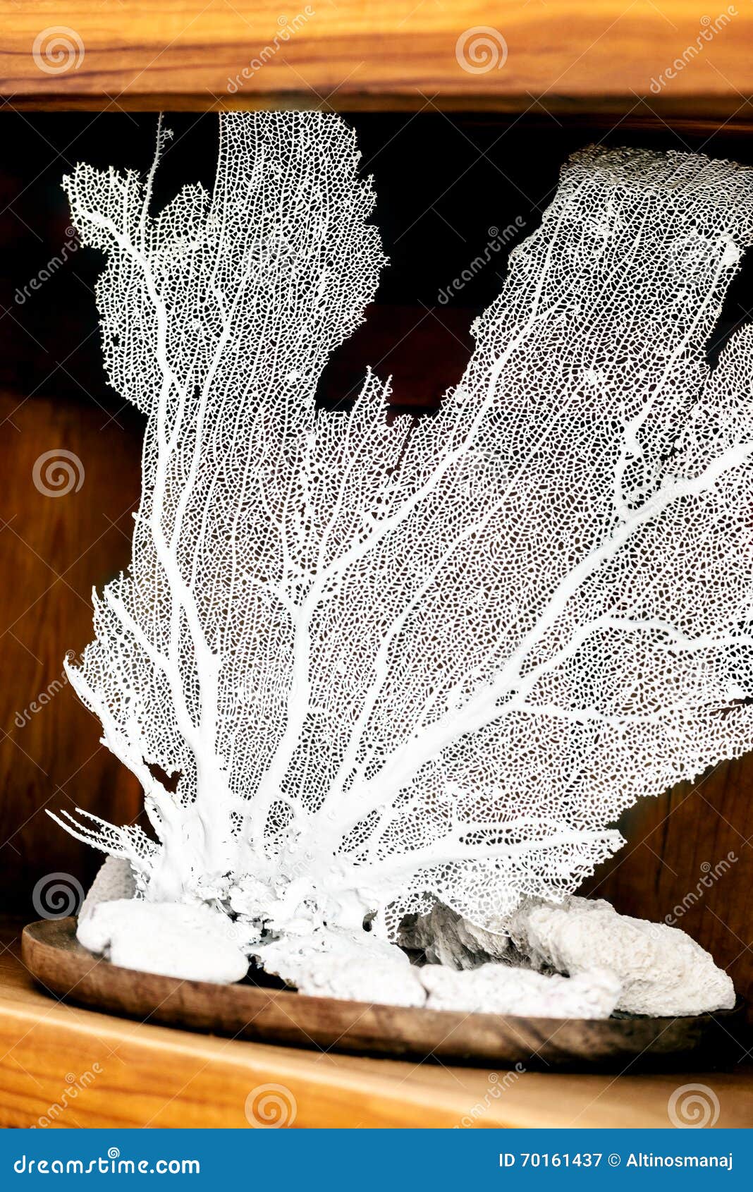 Coral Decoration Home Decor Element Natural Single Unique Abstract ...