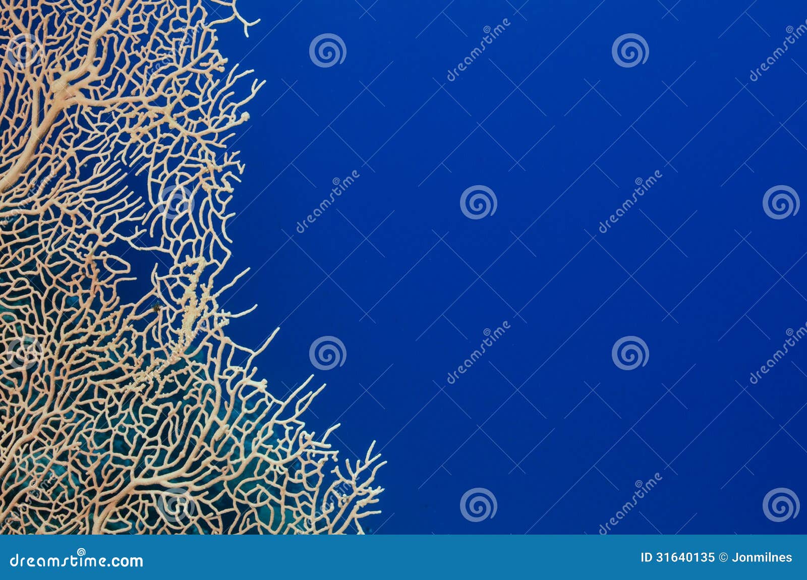 Coral and Deep Blue Ocean Background Stock Image - Image of freshness ...