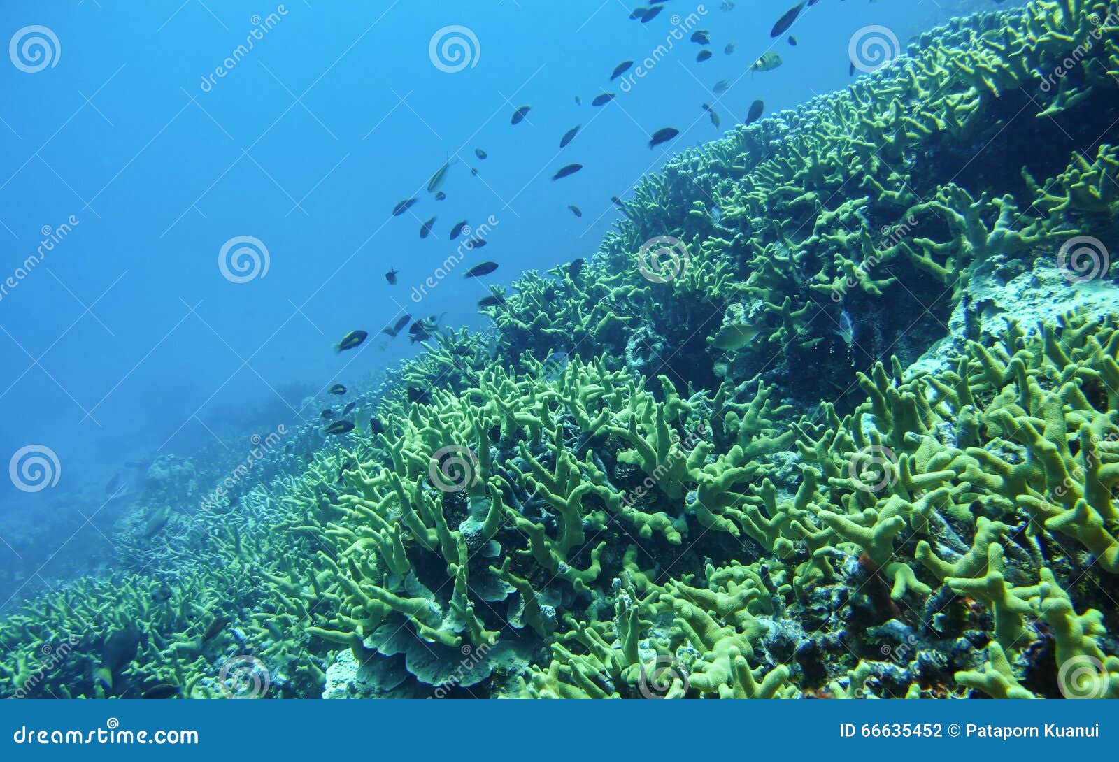 Coral in deep blue sea stock photo. Image of scuba, snorkeling - 66635452