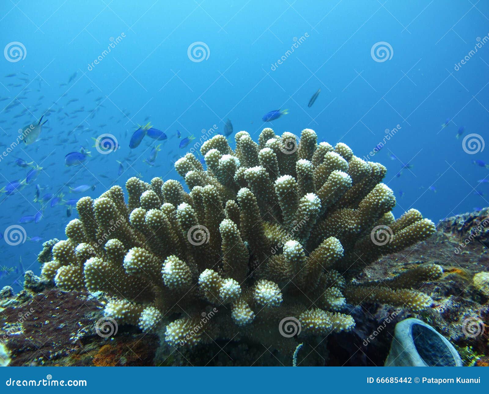 Coral in deep blue sea stock photo. Image of colorful - 66685442
