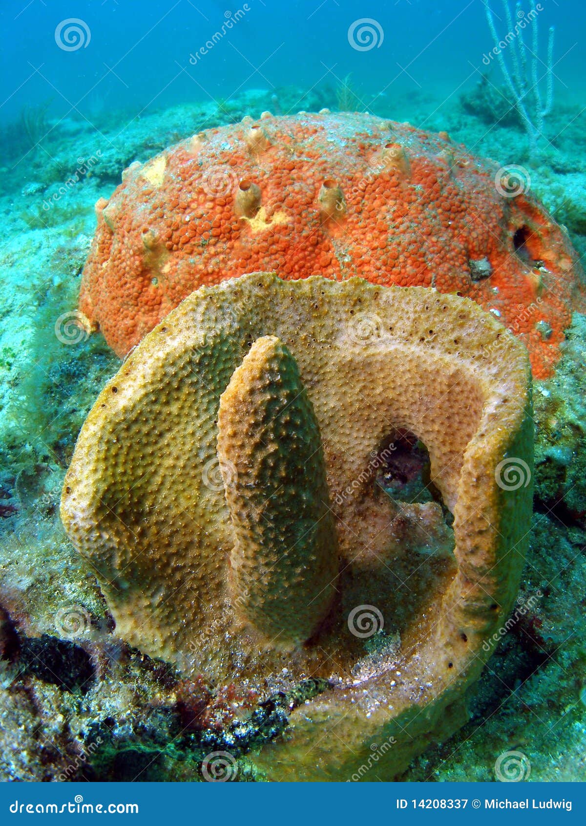 Coral Design stock image. Image of barrel, bridge, light - 14208337