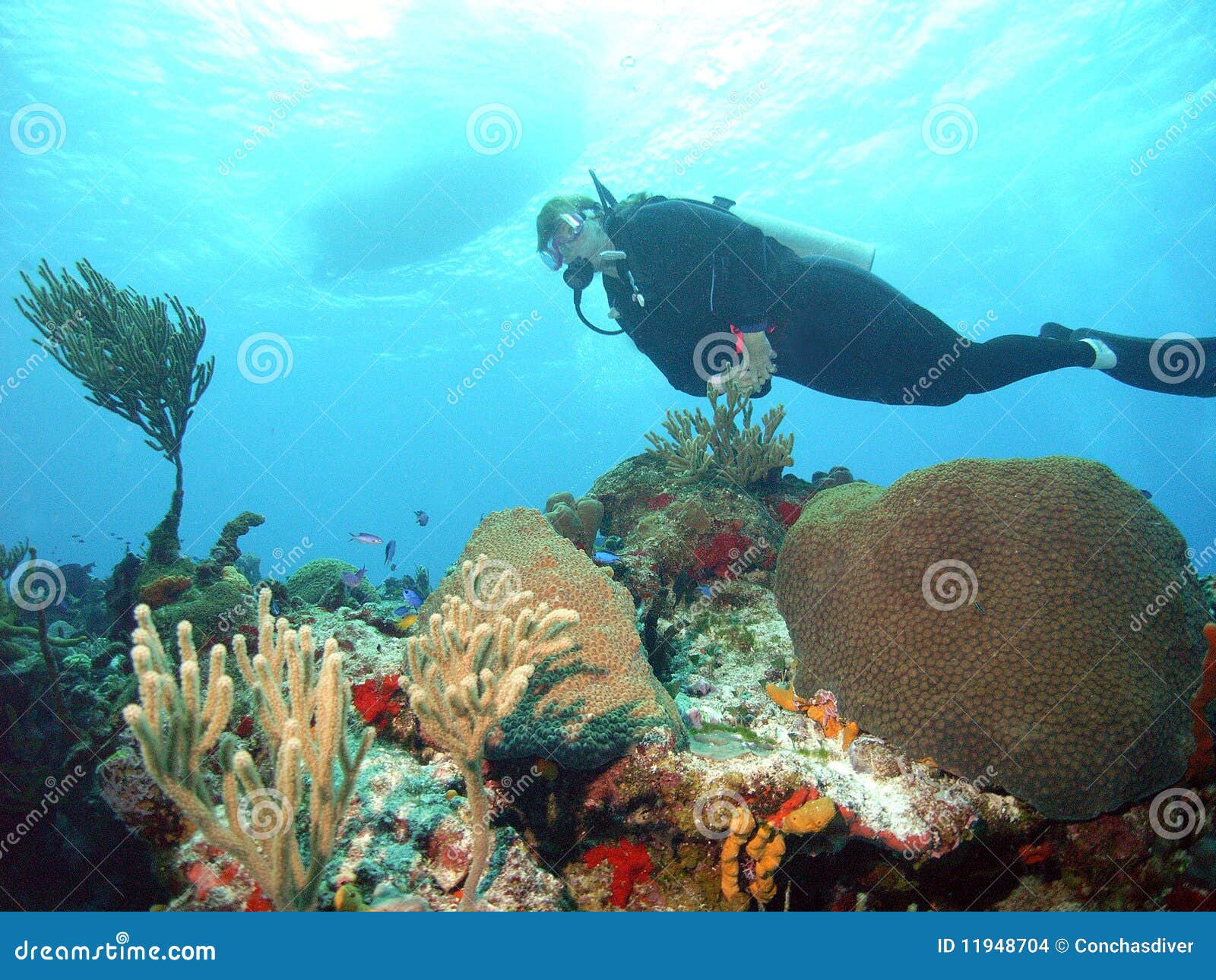 Coral diver stock photo. Image of coral, mexico, reef - 11948704