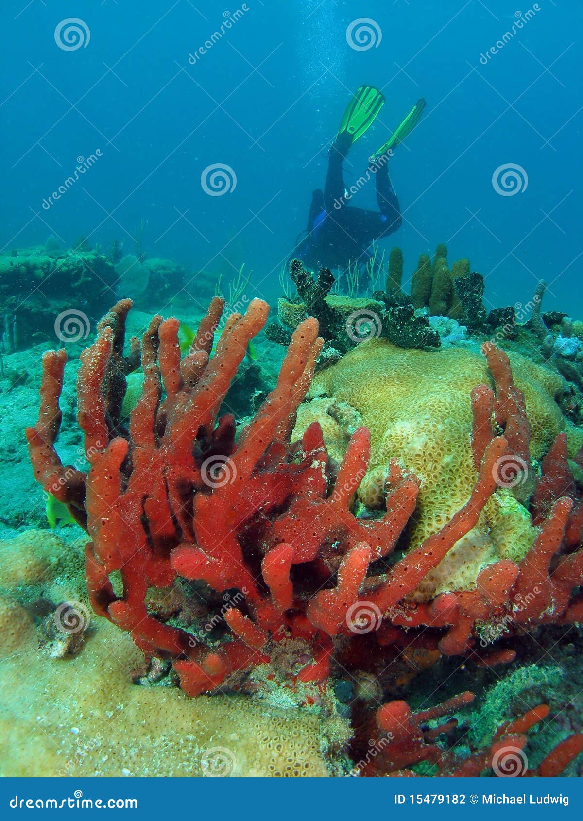 Coral with a Diver stock photo. Image of divers, beautiful - 15479182