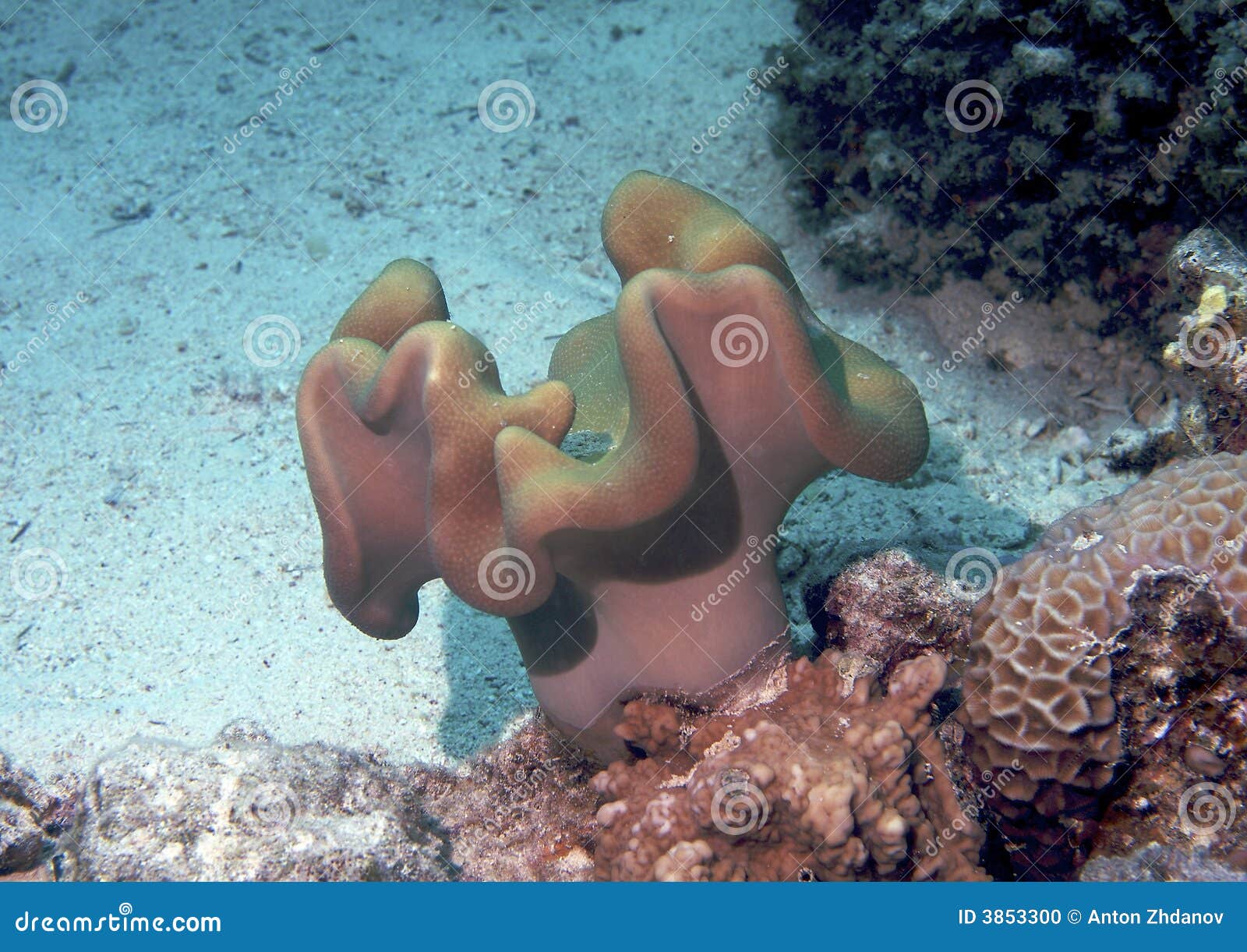 Coral do Mar Vermelho foto de stock. Imagem de corais - 3853300