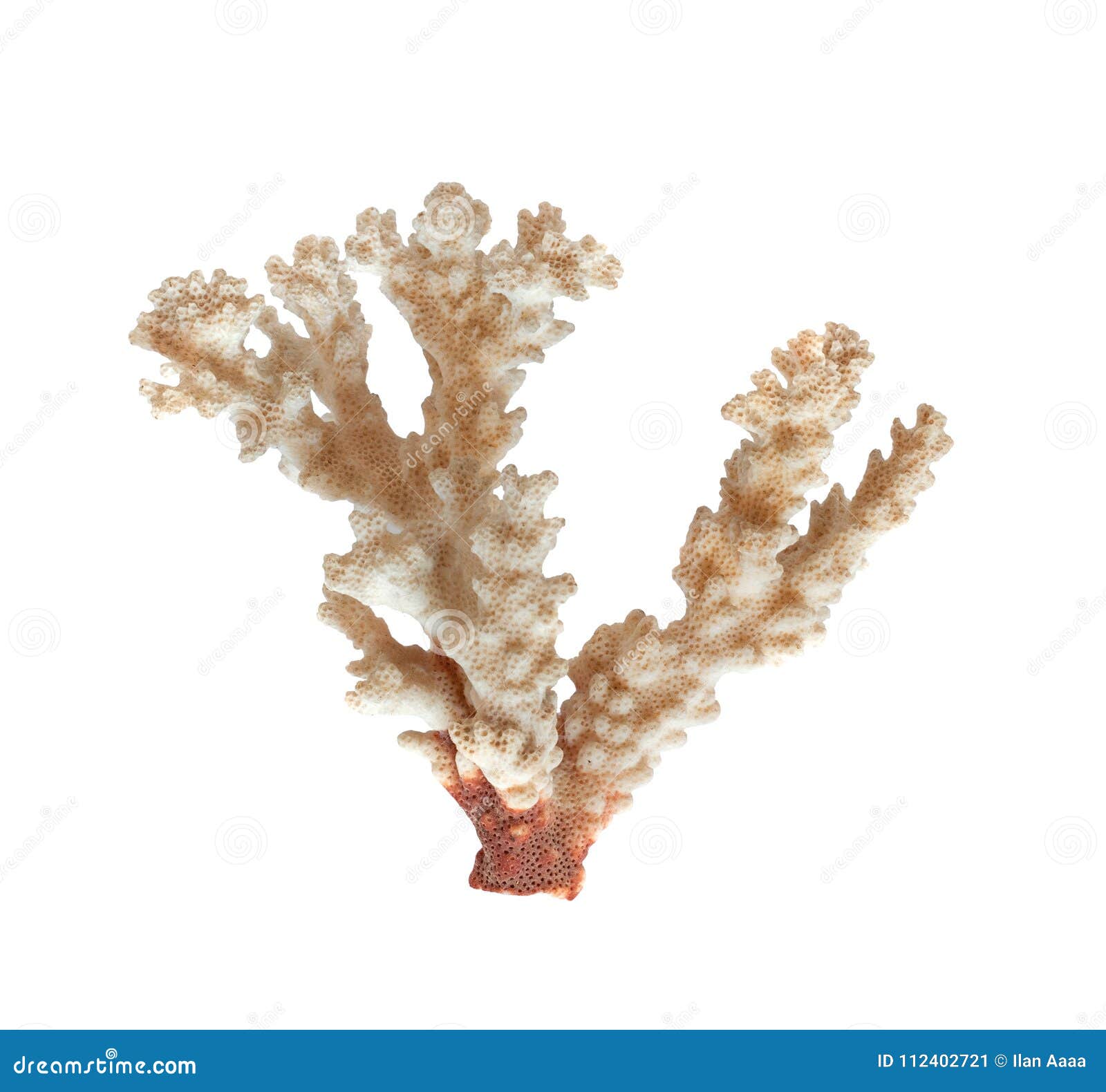 Coral En El Fondo Blanco Aislado Stock de ilustración - Ilustración de ...