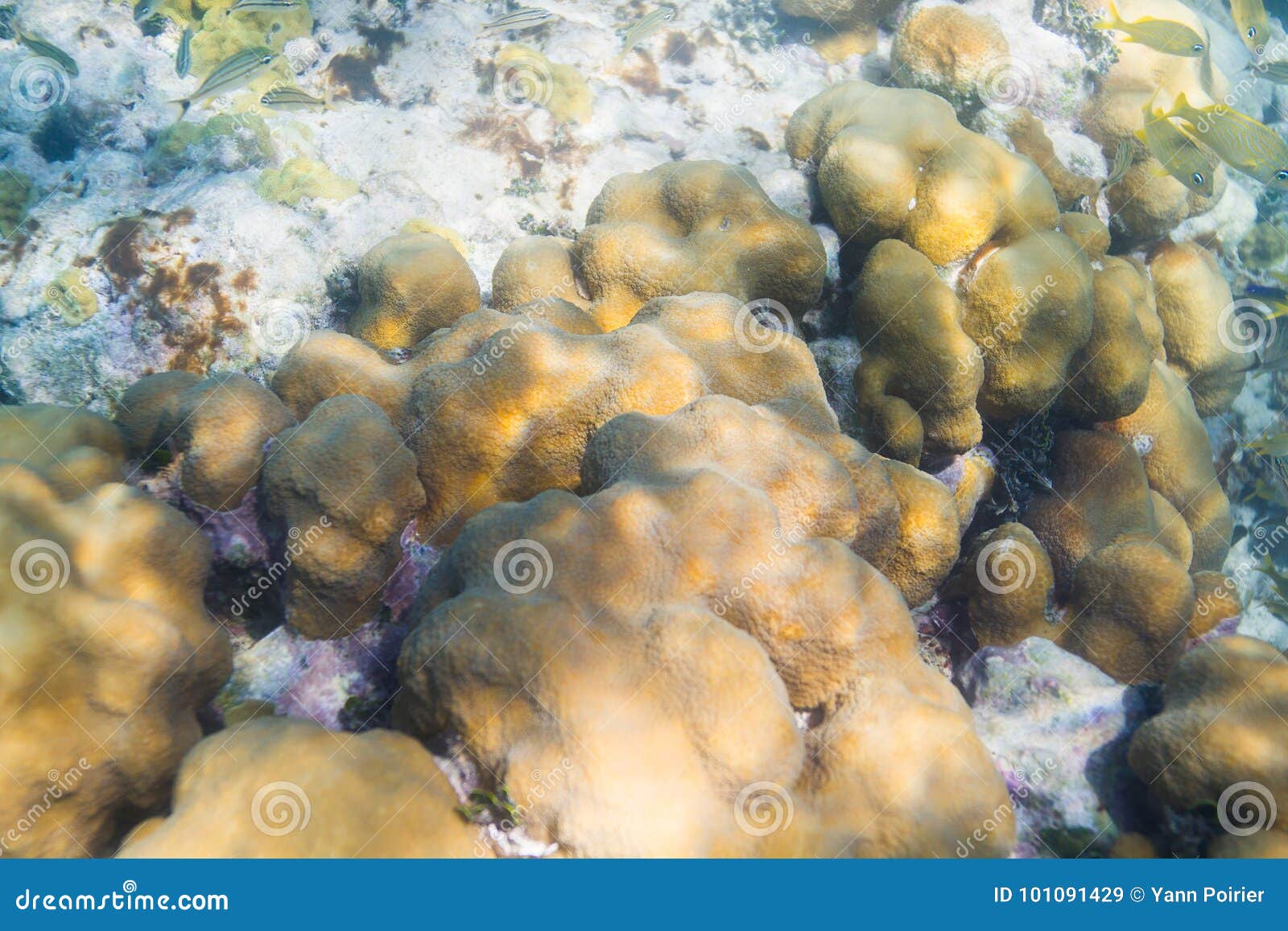 Coral encrusting sponge stock image. Image of panama - 101091429