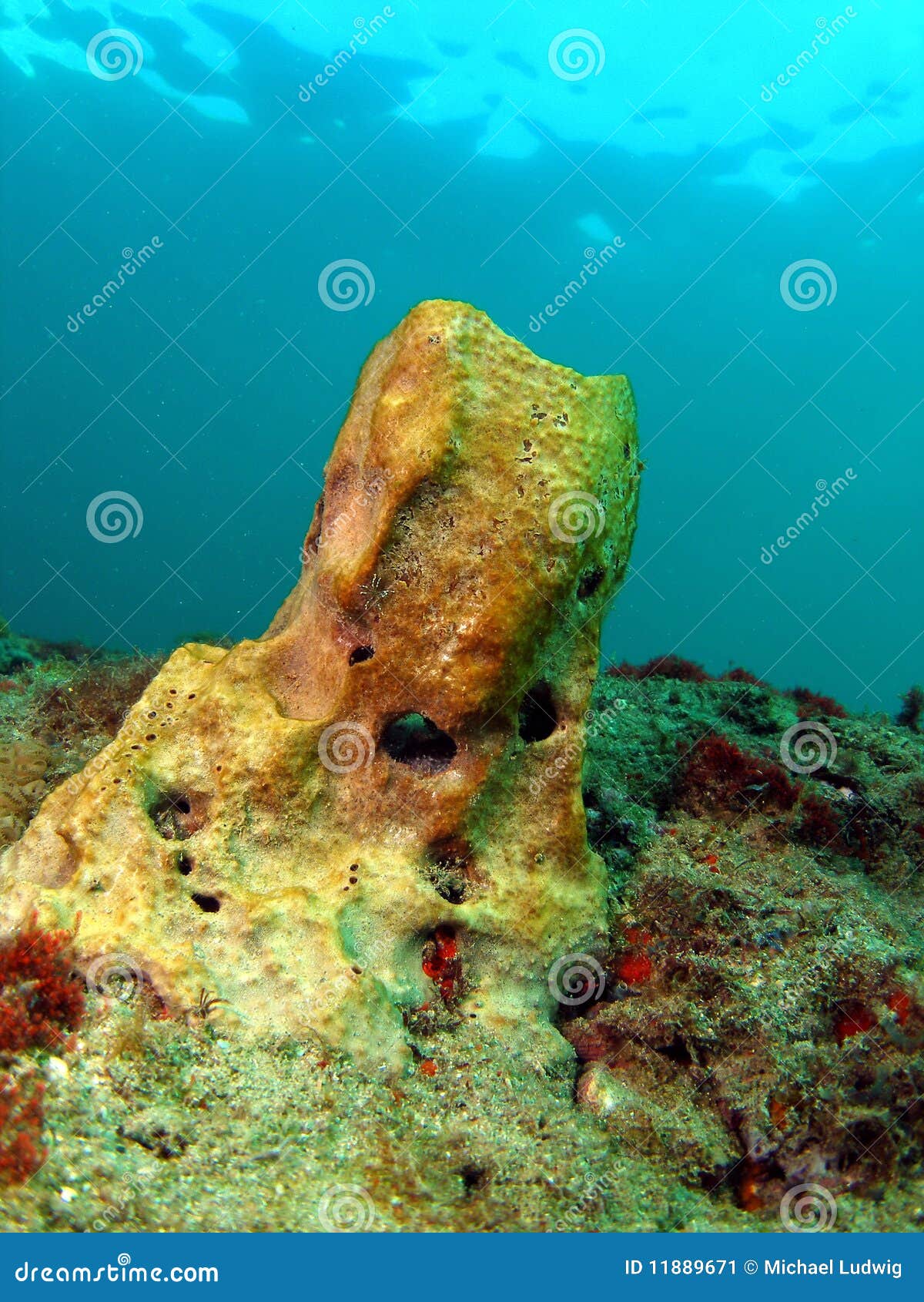 Coral with Face stock image. Image of underwater, south - 11889671