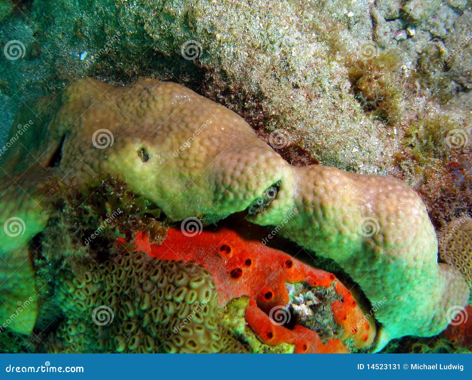 Coral Face stock image. Image of shape, ocean, barrel - 14523131