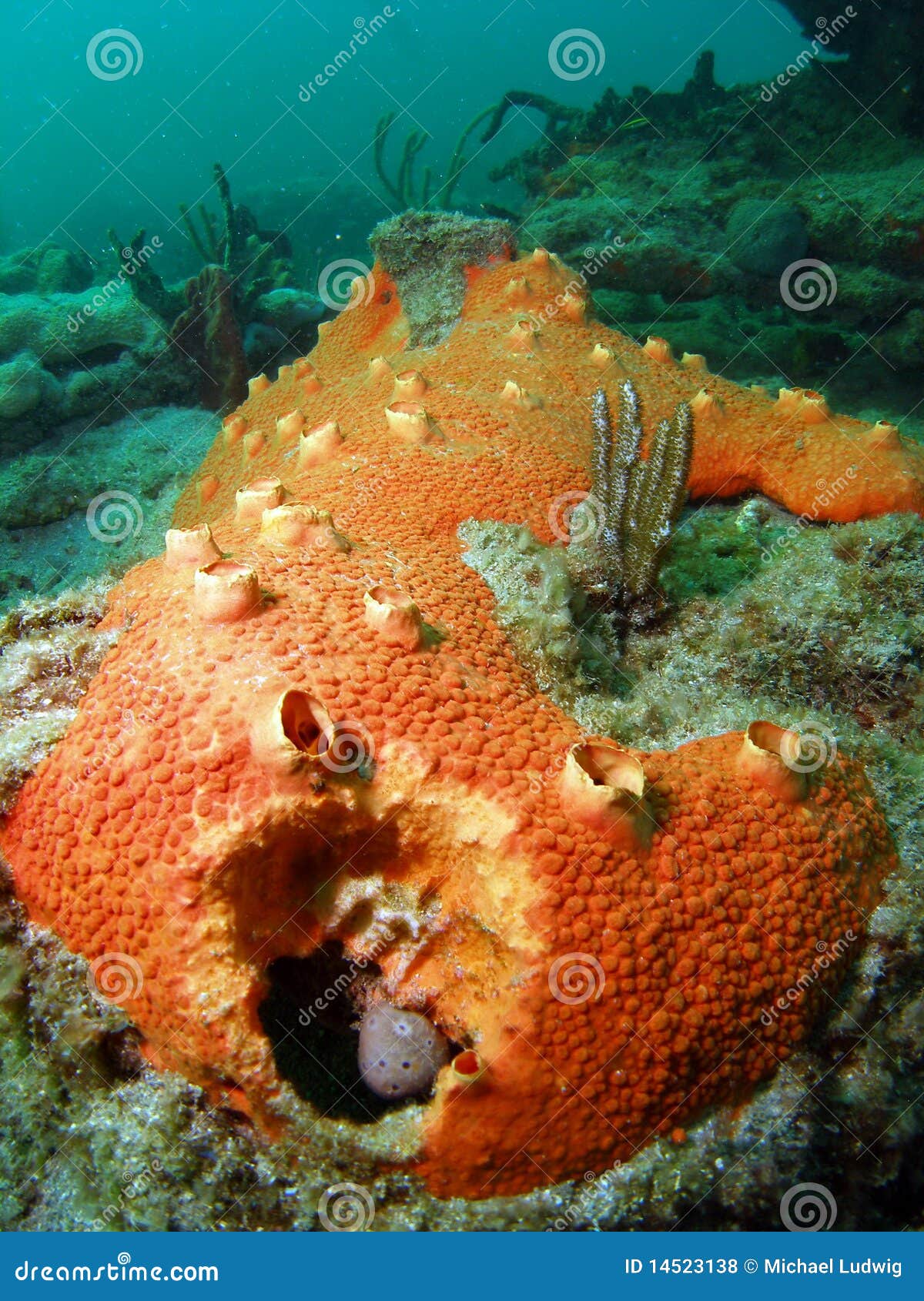 Coral Face stock photo. Image of scuba, reef, marine - 14523138