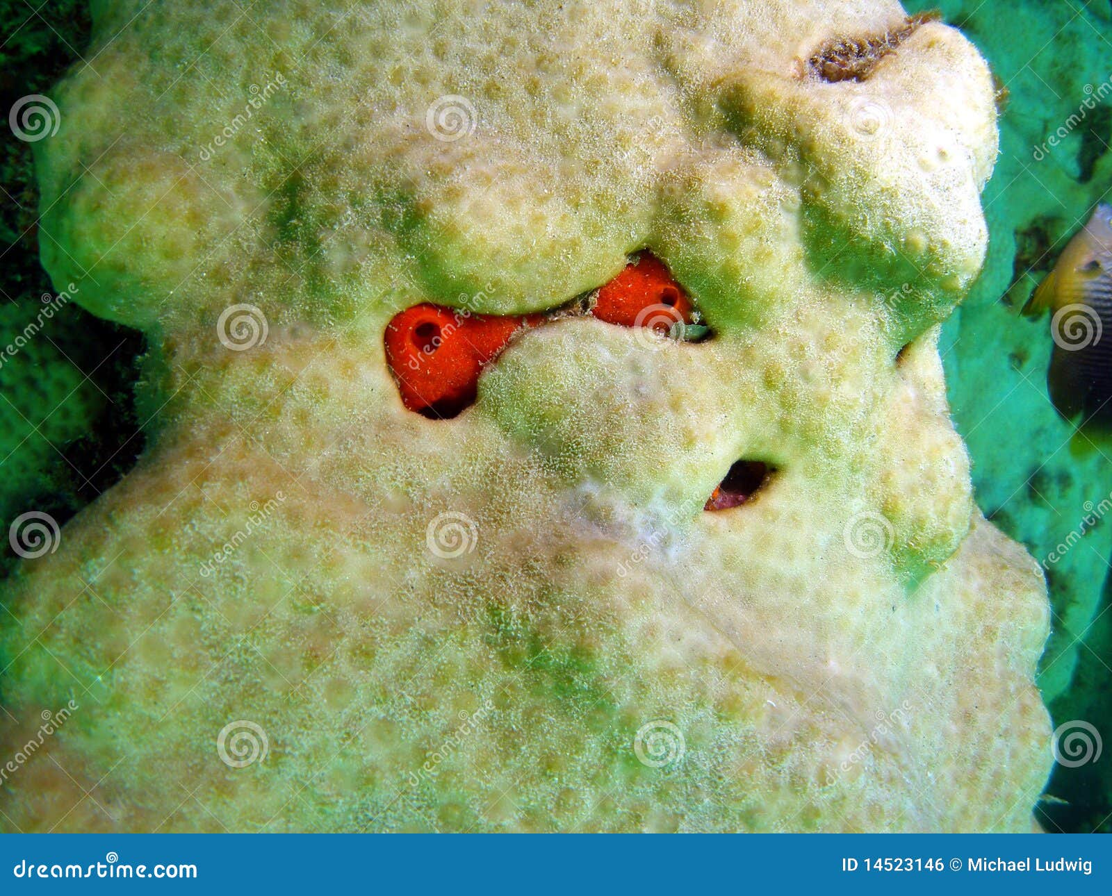 Coral Face stock photo. Image of face, floor, reef, eyes - 14523146