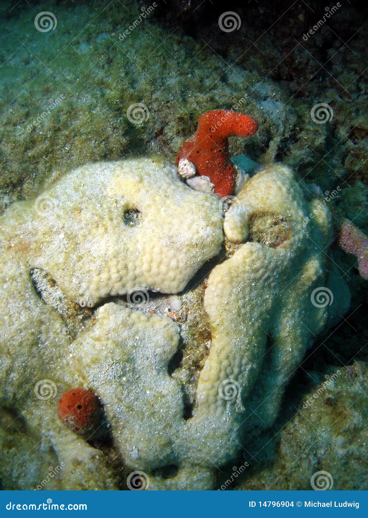 Coral with a Face stock photo. Image of tropical, glove - 14796904