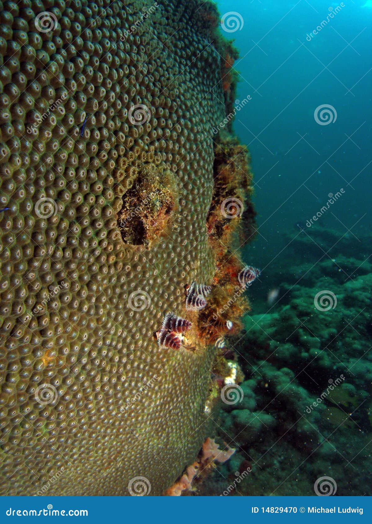 Coral Face stock photo. Image of feet, blue, snorkel - 14829470