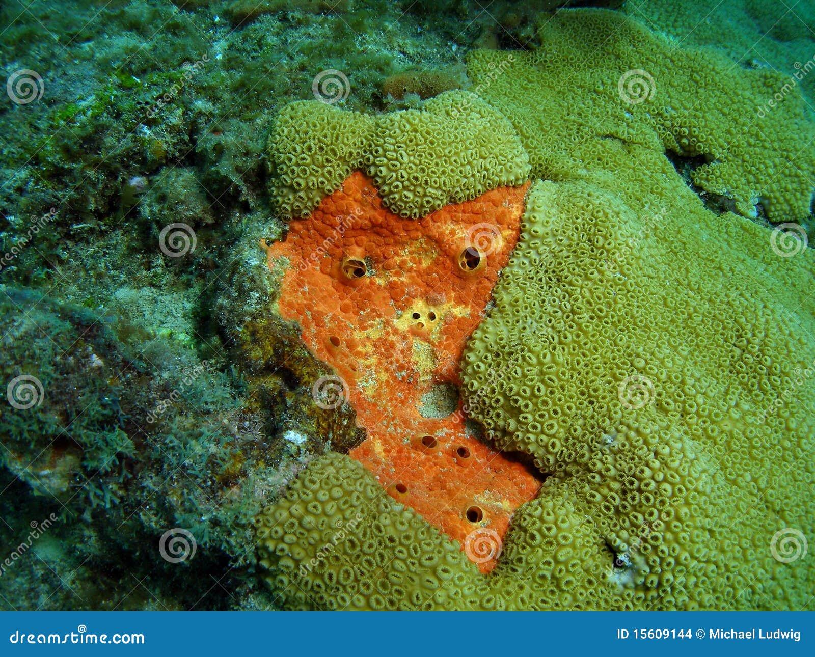 Coral face stock photo. Image of face, aqua, beautiful - 15609144