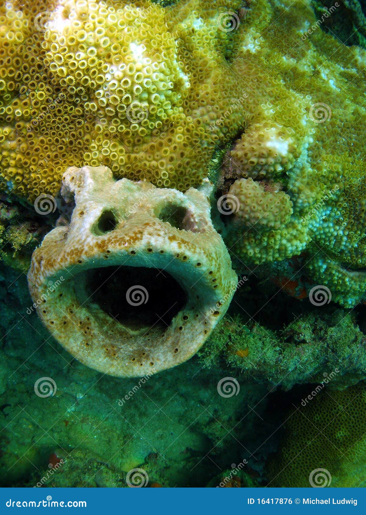 Coral Face stock photo. Image of nature, mound, aquatic - 16417876