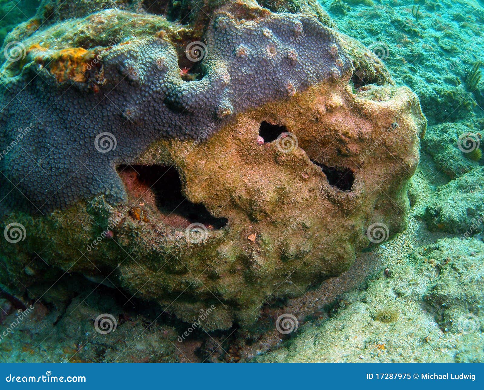 Coral Face stock image. Image of barrel, ocean, mound - 17287975