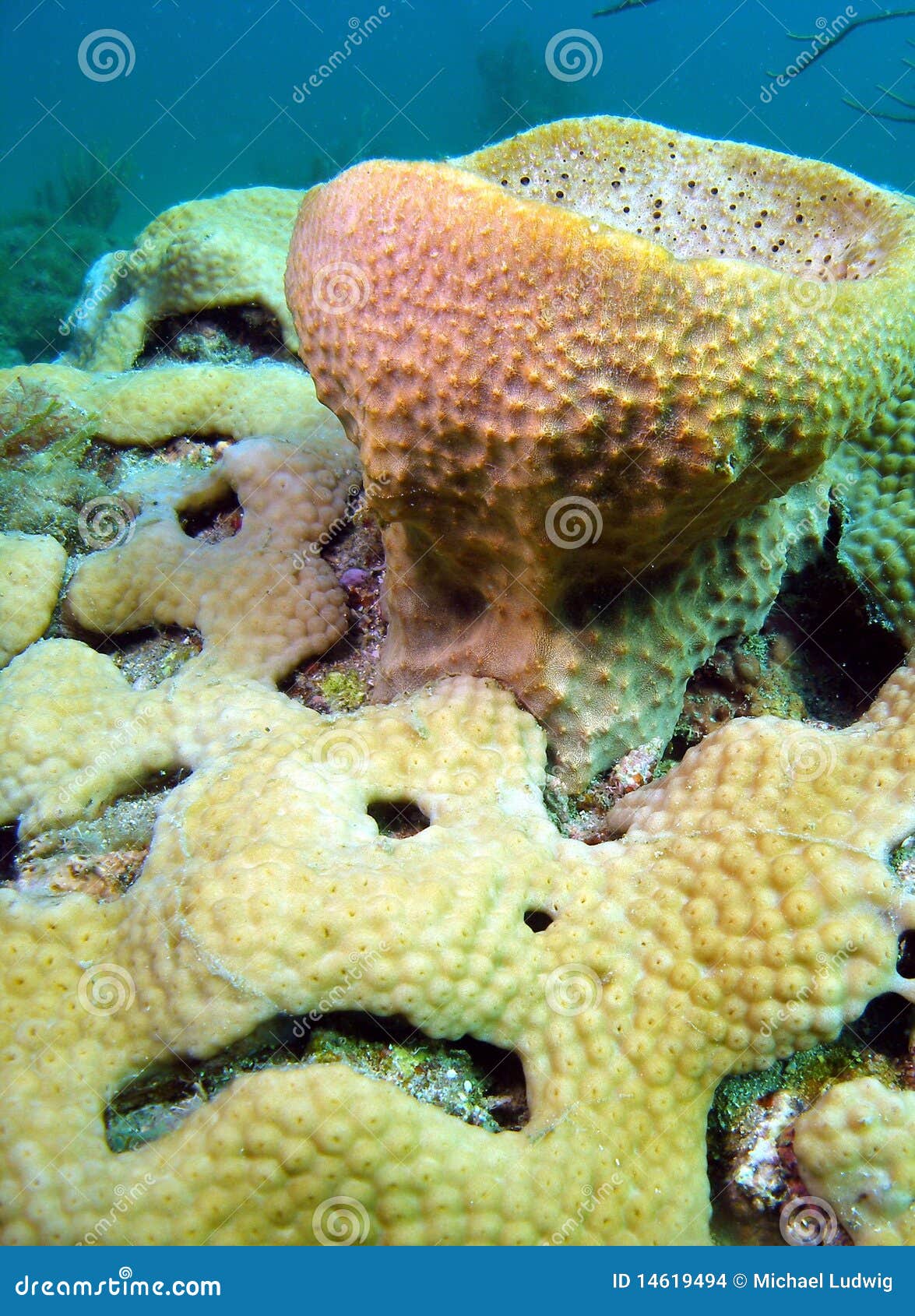 Coral Faces stock photo. Image of orange, floor, underwater - 14619494