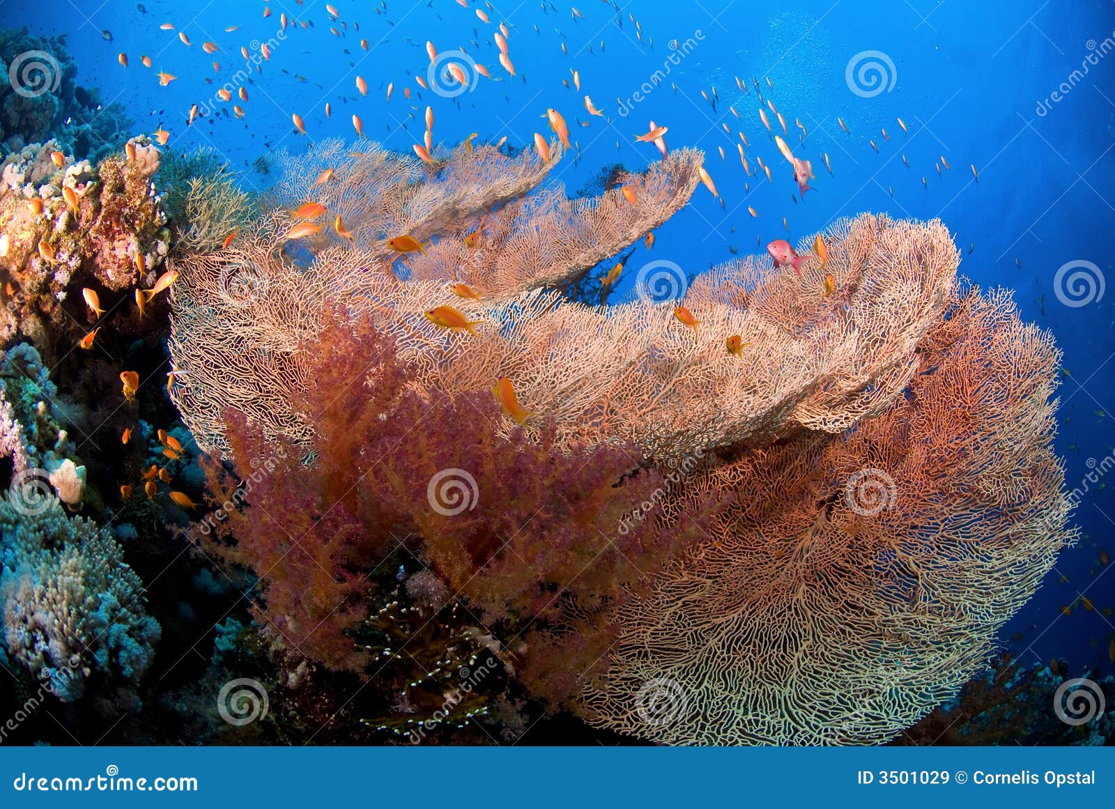 Coral fan stock image. Image of tropical, coral, scuba - 3501029