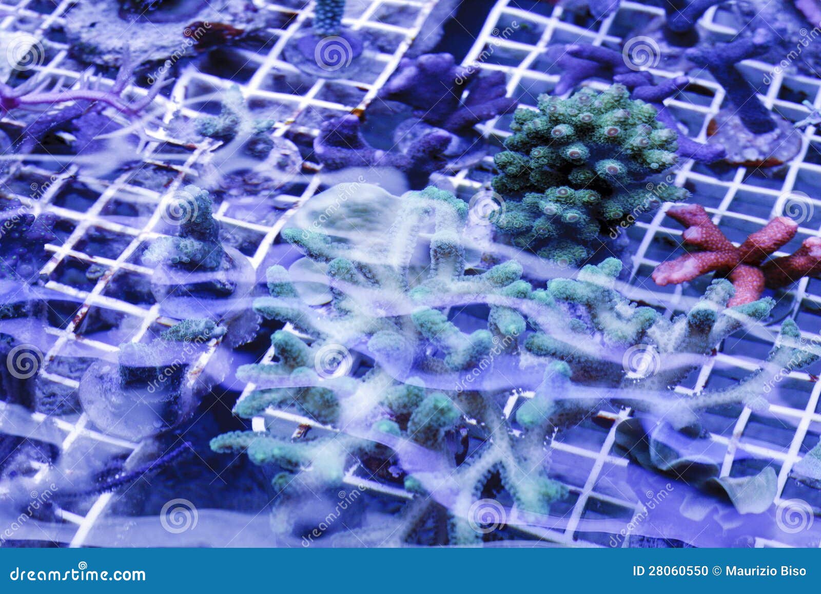 Coral farm stock photo. Image of coral, marine, soft - 28060550