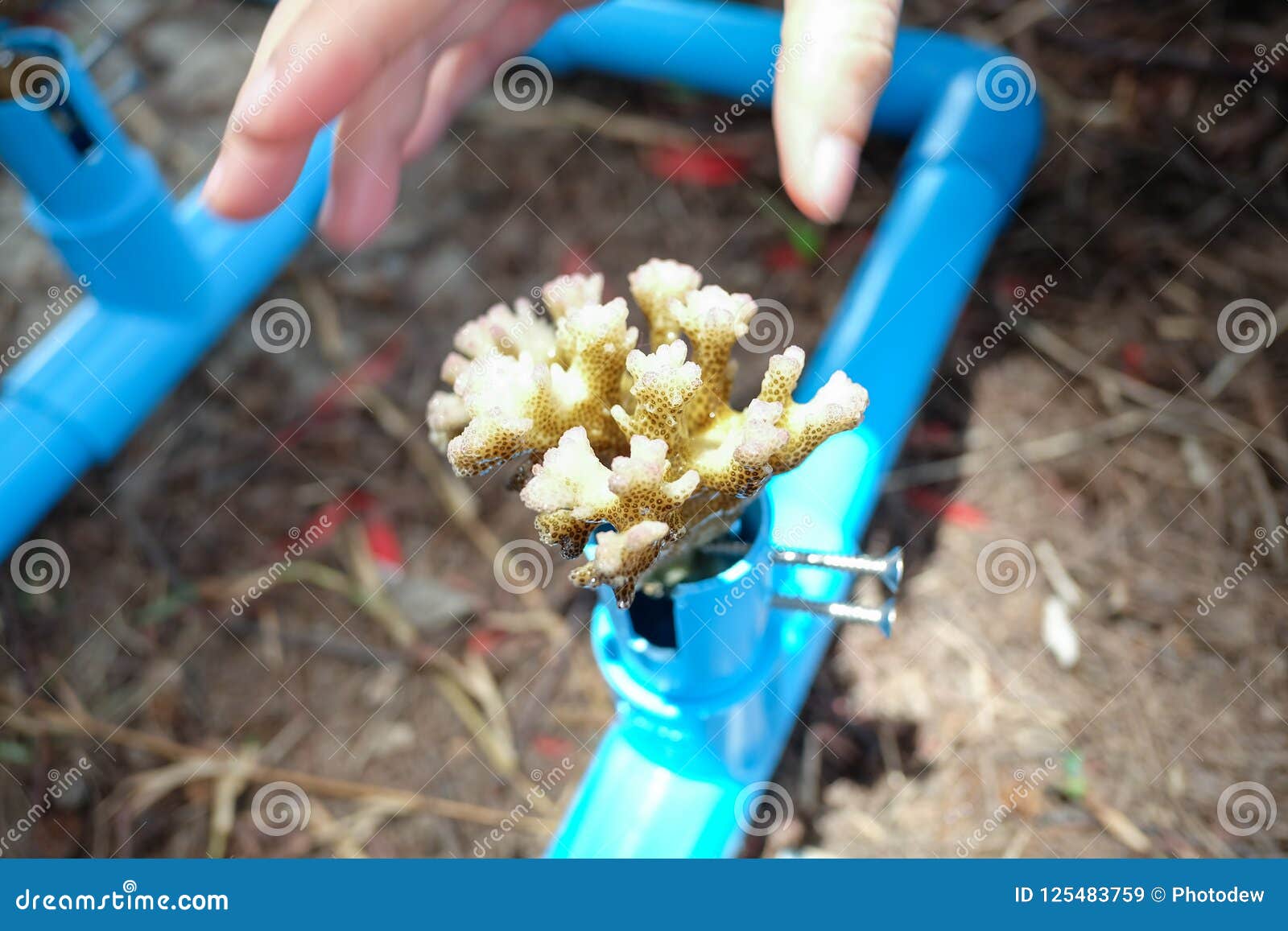 Coral Farming Using Pipe, Coral Reef. Stock Image - Image of ...