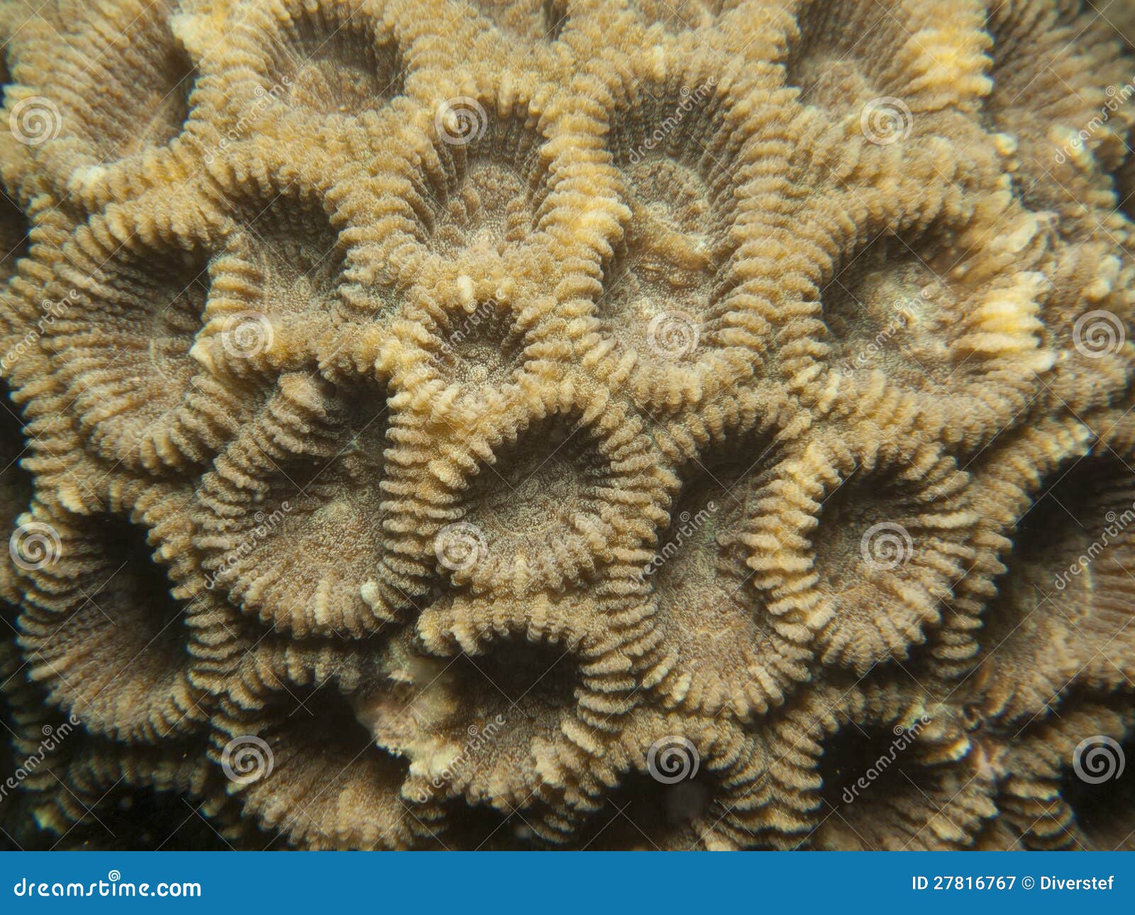 Coral - Favia sp. stock image. Image of mollusc, nudibranch - 27816767