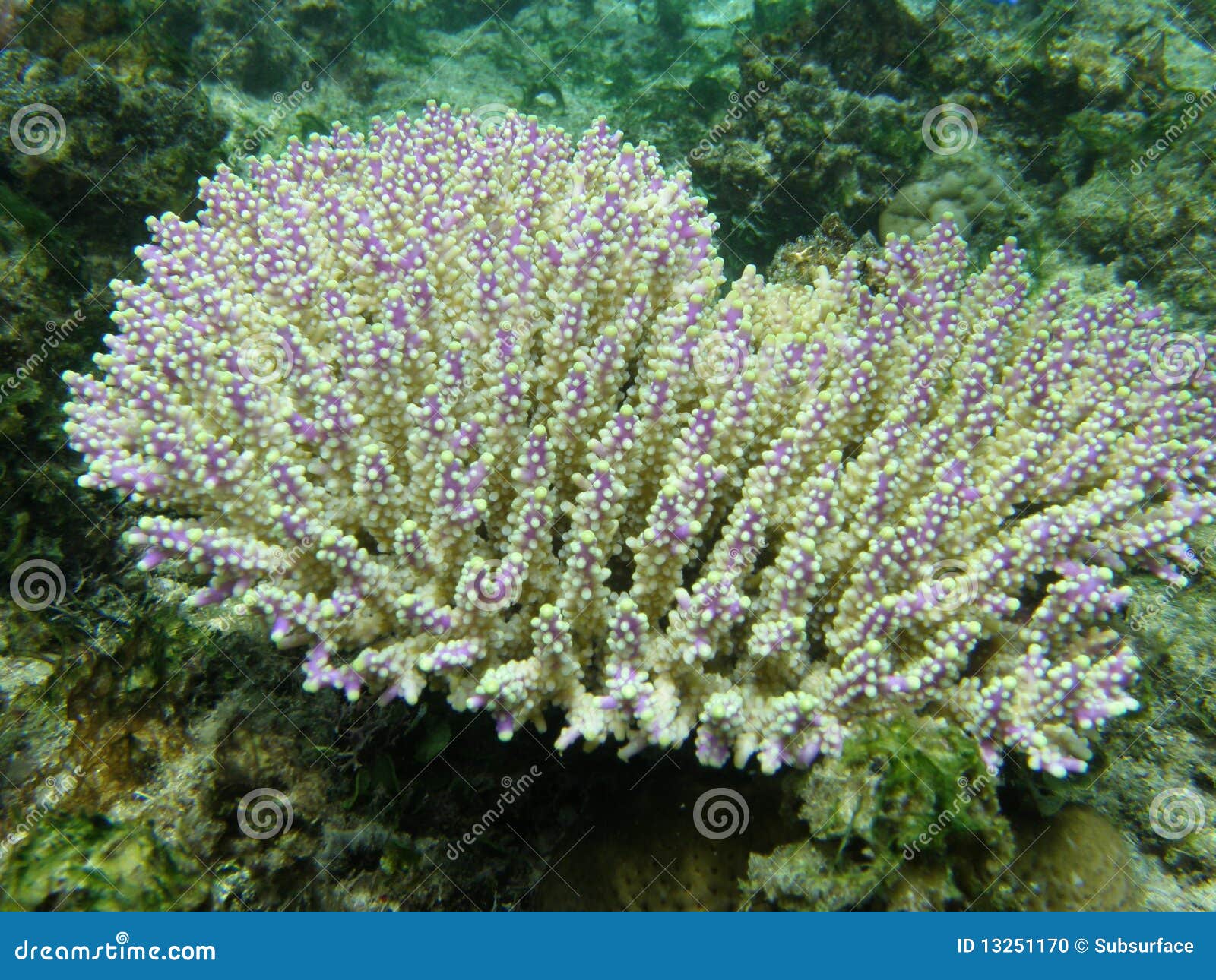 Coral Fiji del Acropora foto de archivo. Imagen de tropical - 13251170