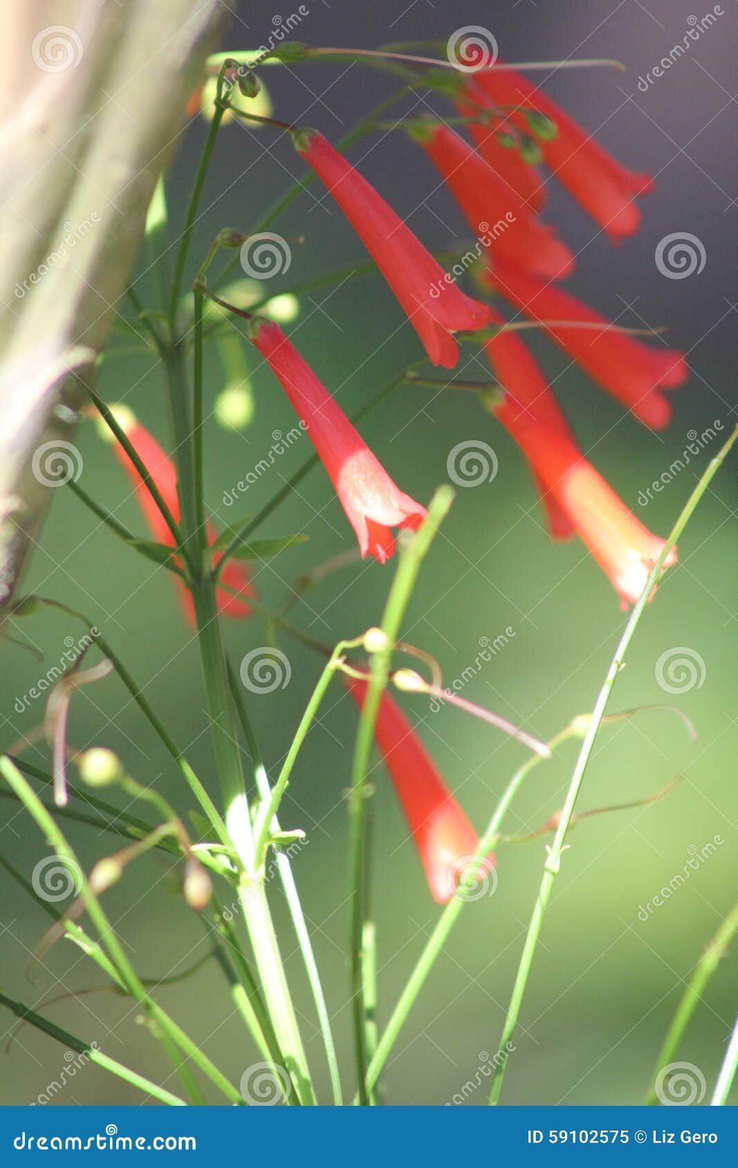Coral firecracker plant stock image. Image of bloom, garden - 59102575