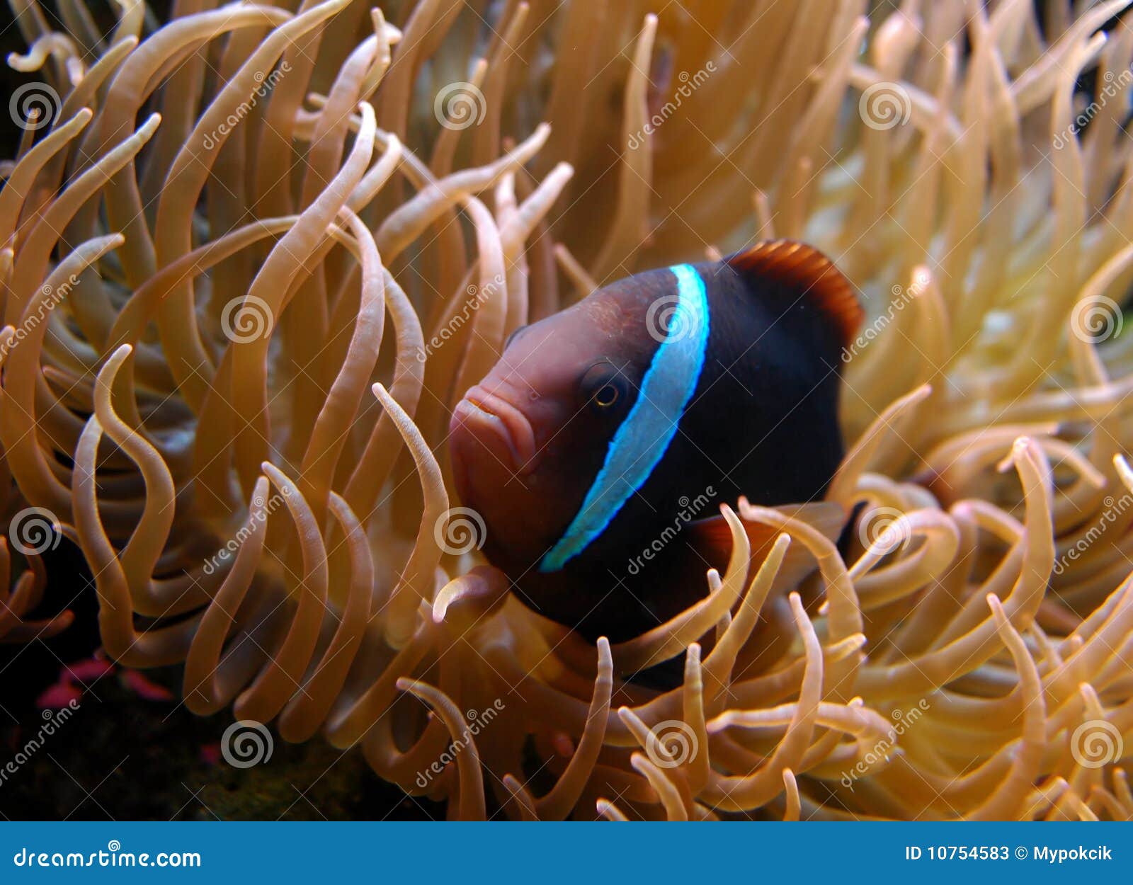 Coral Fish stock image. Image of deep, exotic, aquarium - 10754583