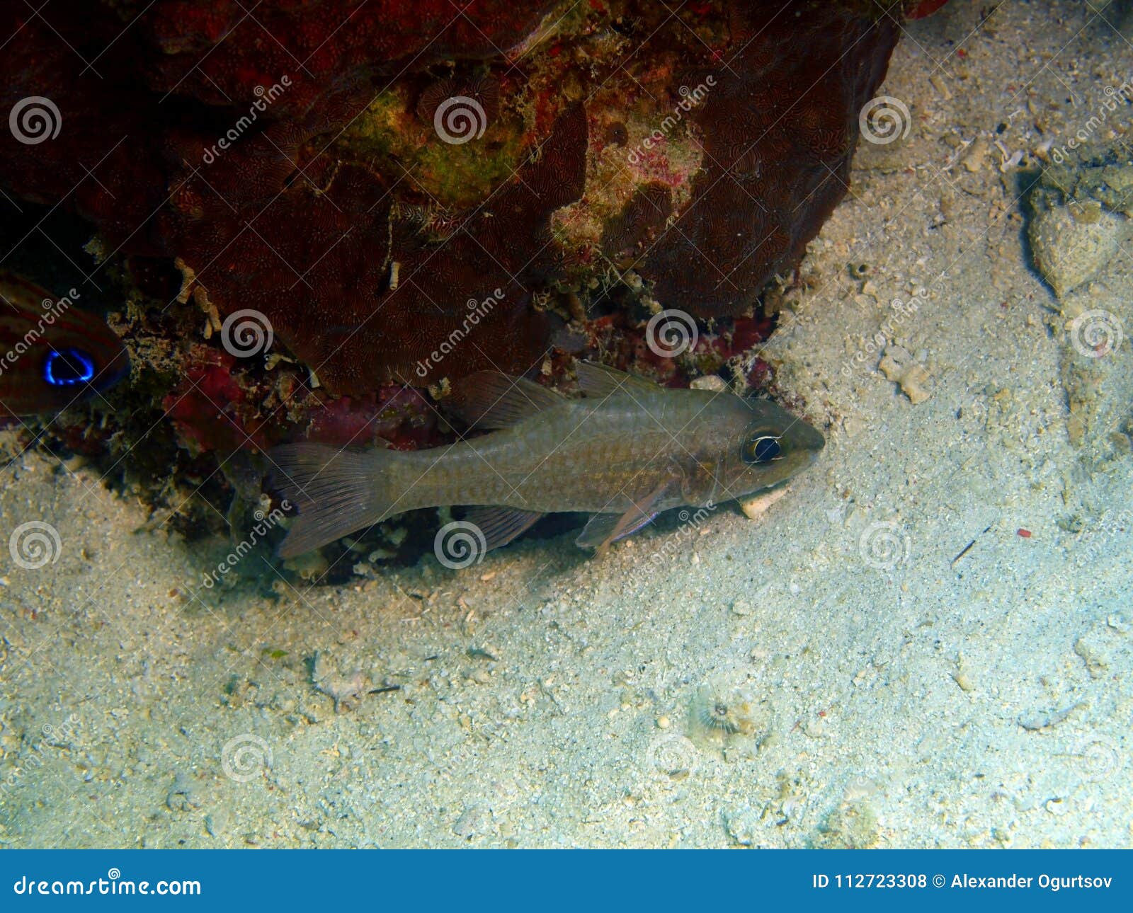 Coral Fish stock foto. Image of koraal, luzon, onderwater - 112723308