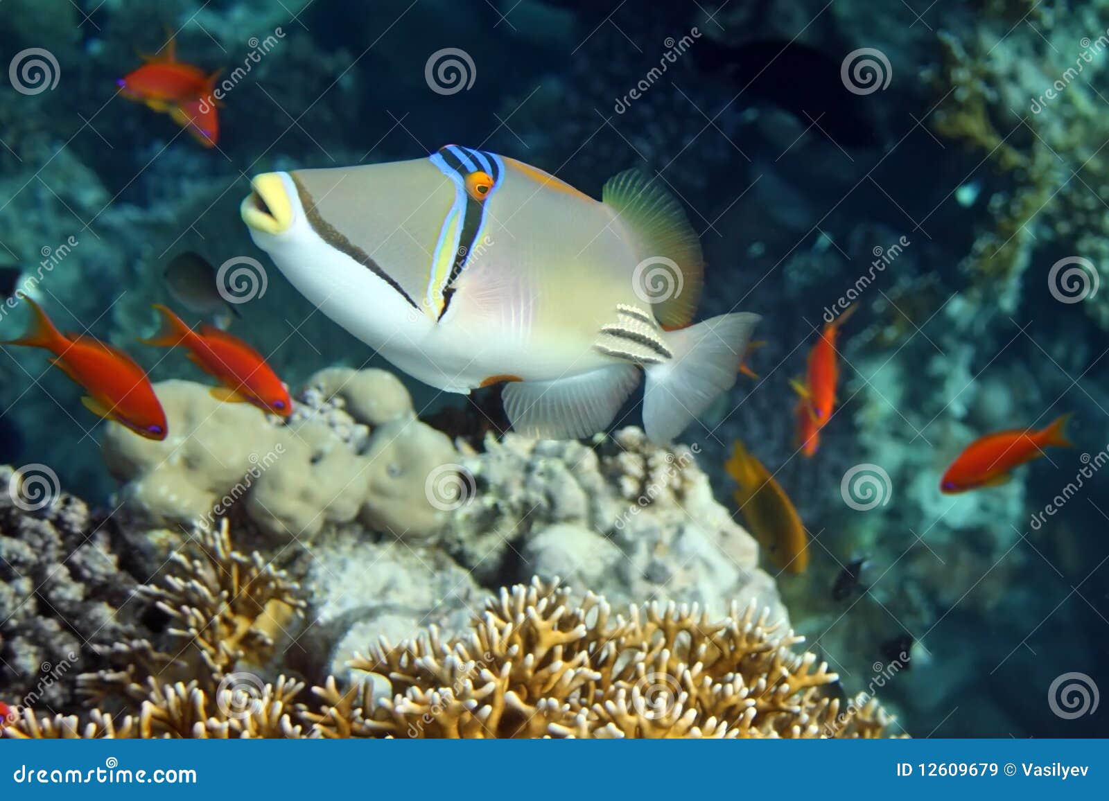 Coral fish stock image. Image of water, rhinecanthus - 12609679