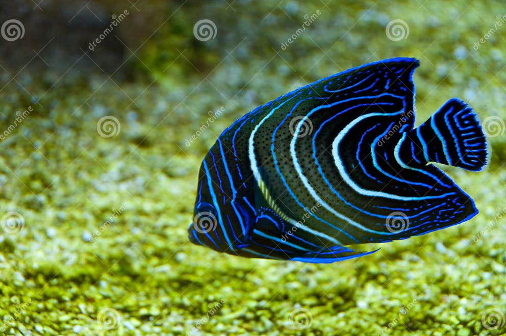 Coral fish stock image. Image of diver, diving, exotic - 14001559