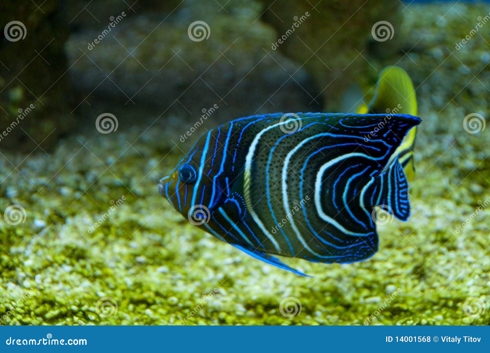 Coral fish stock photo. Image of blue, aquatic, dive - 14001568