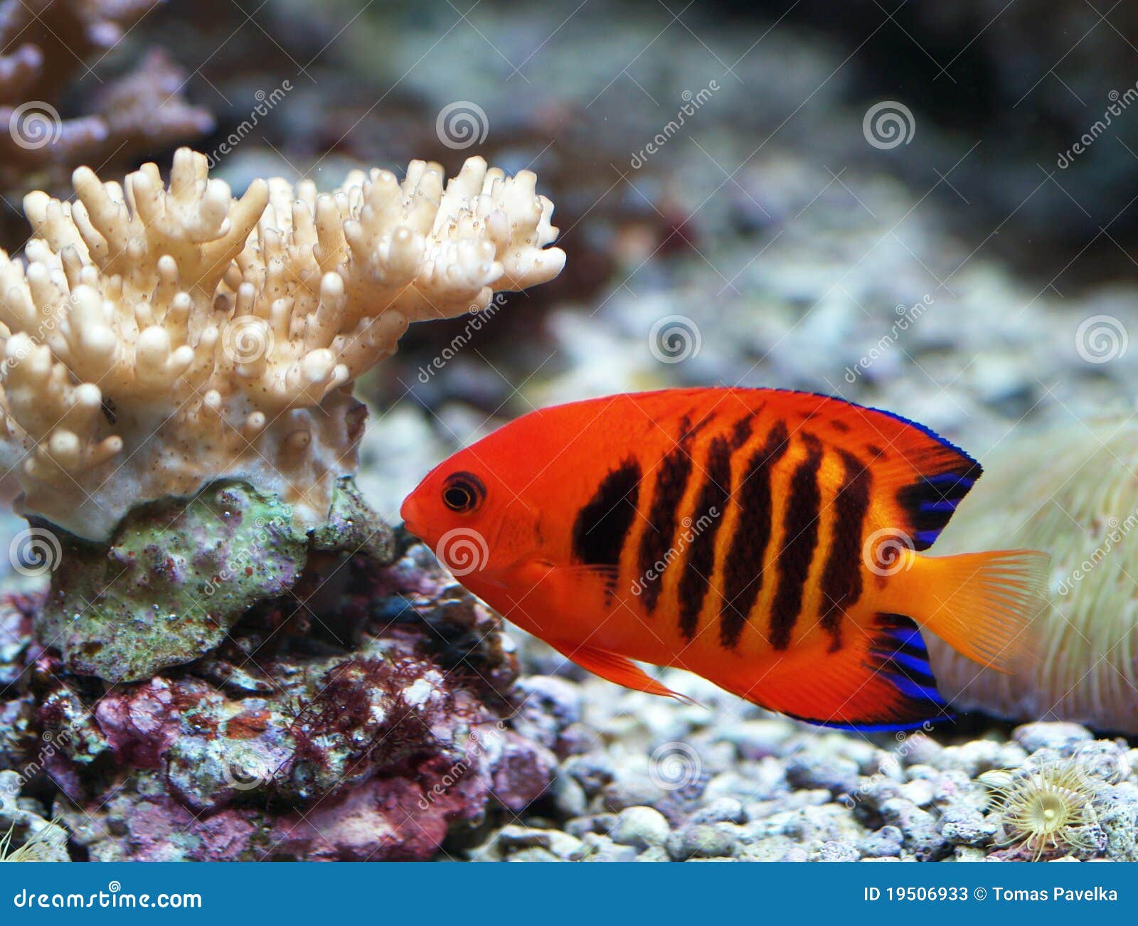 Coral fish stock image. Image of colored, ocean, saltwater - 19506933