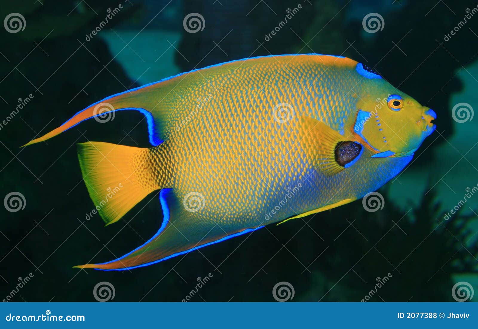 Coral And Fish Stock Photography | CartoonDealer.com #5015012