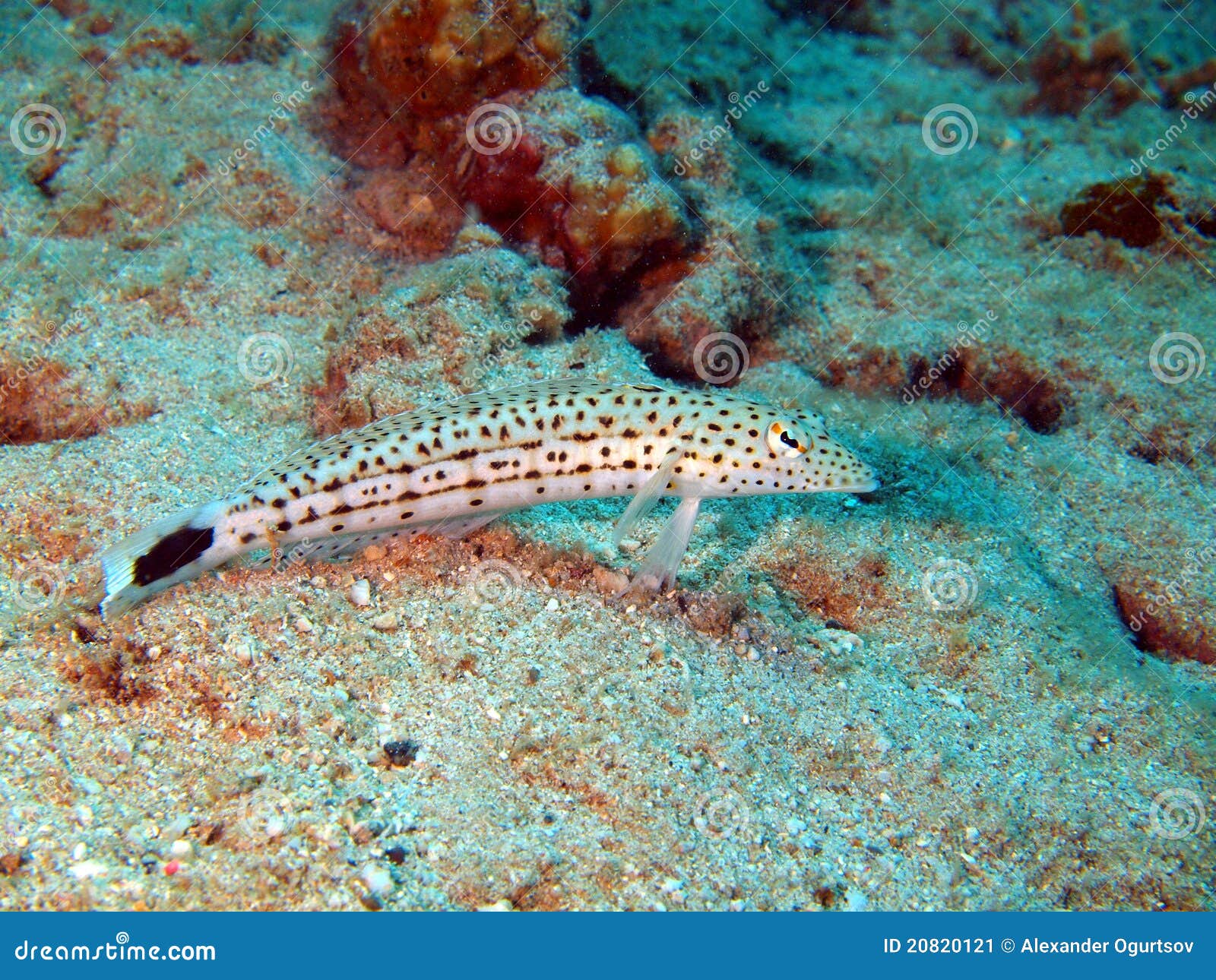 Coral fish stock image. Image of coral, underwater, dive - 20820121