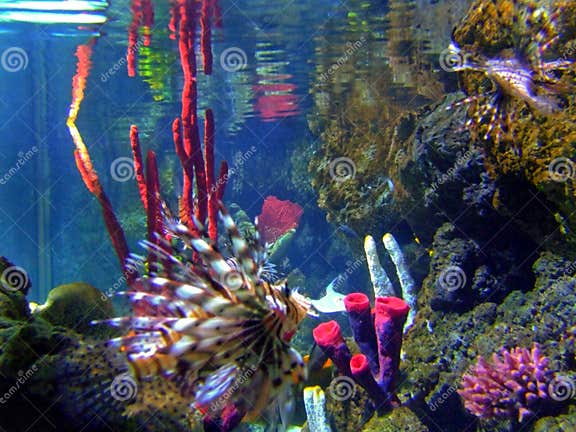 Coral fish stock photo. Image of marine, extreme, coral - 2648574