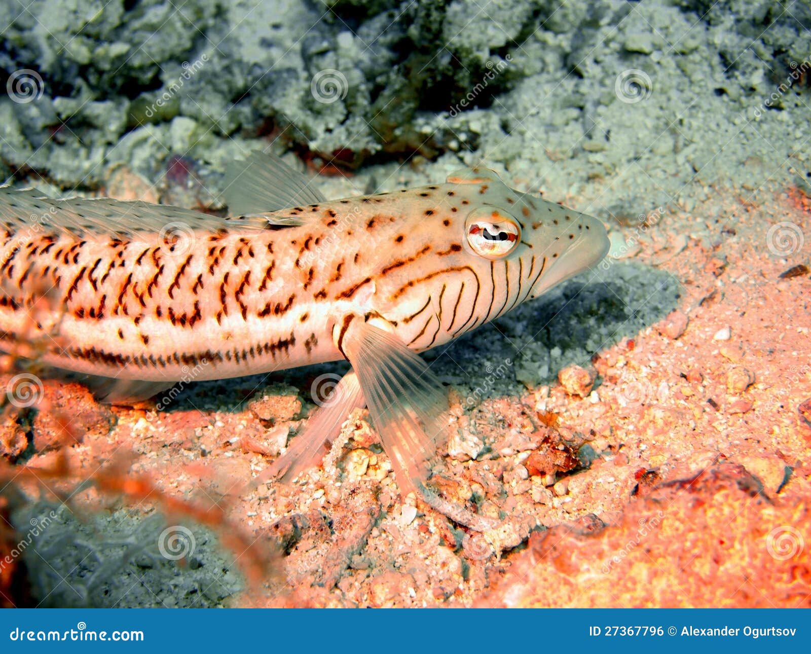 Coral fish stock photo. Image of underwater, nature, reef - 27367796