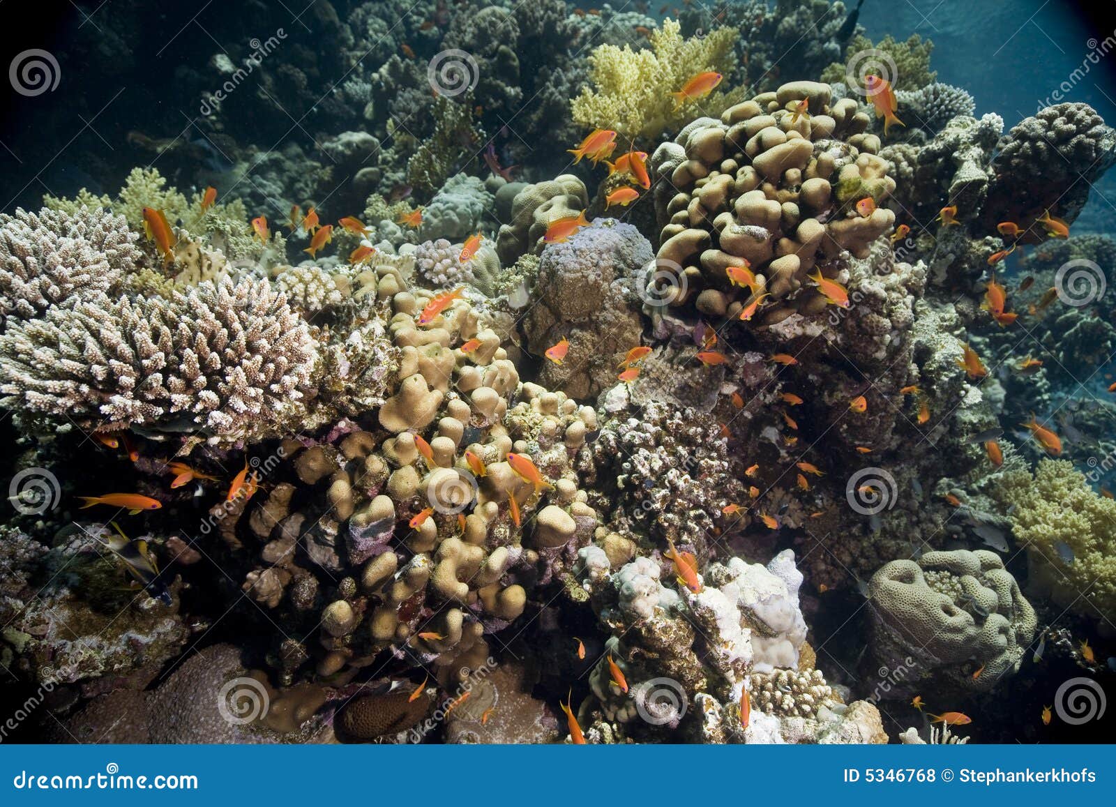 Coral And Fish Picture. Image: 5346768